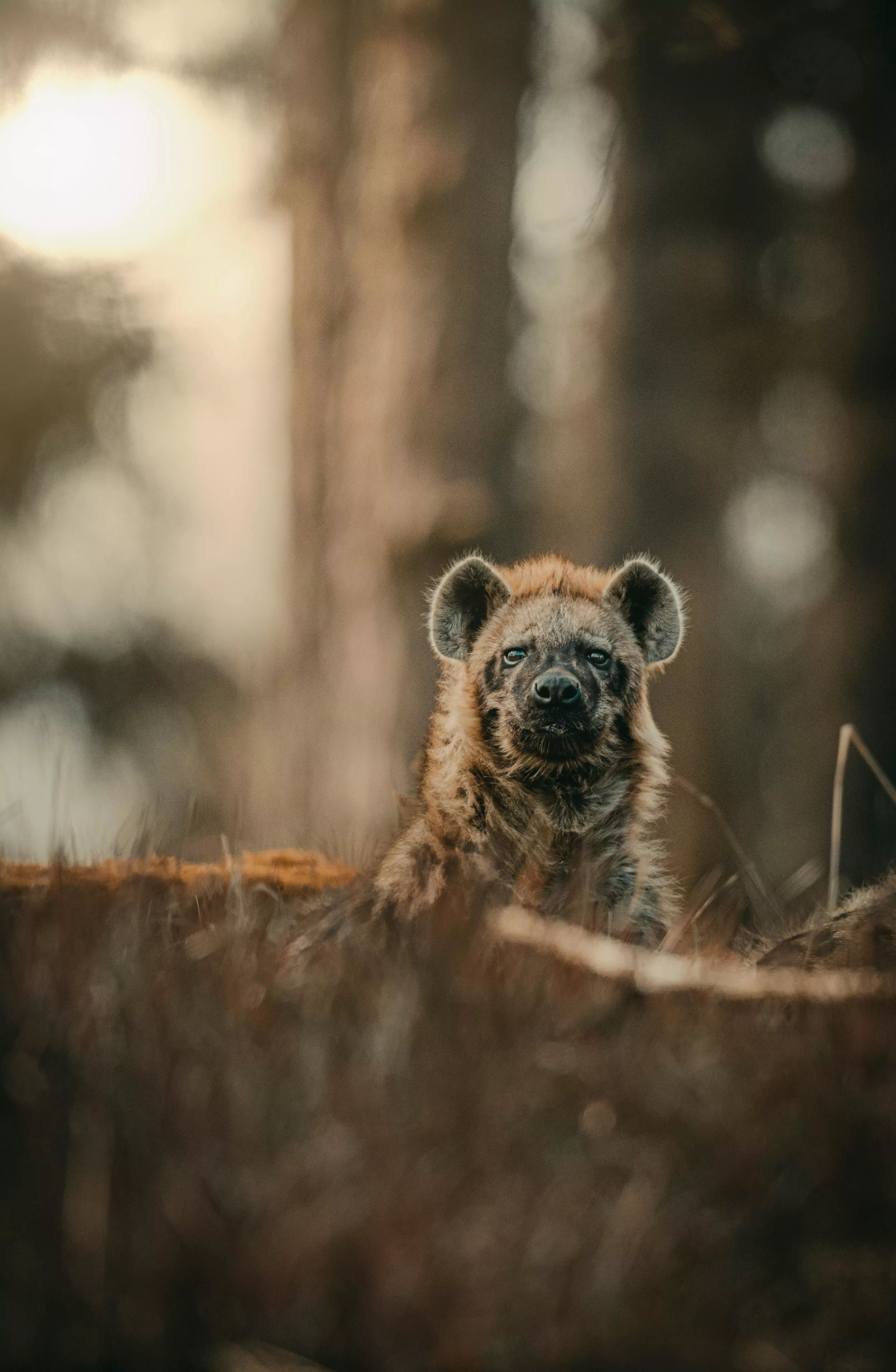 Hyena Wallpapers - Wallpaper Cave