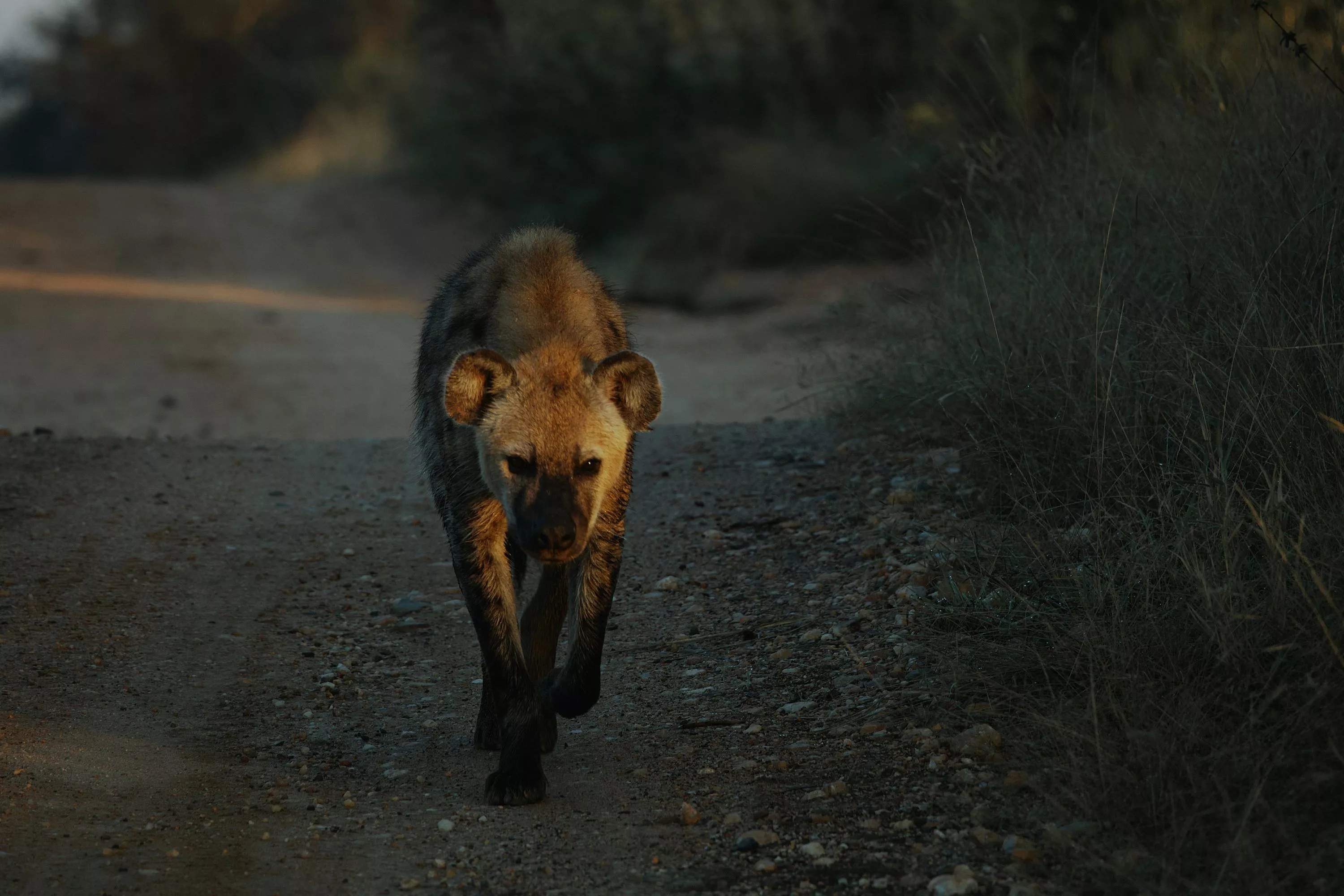 Hyena Wallpapers - Wallpaper Cave