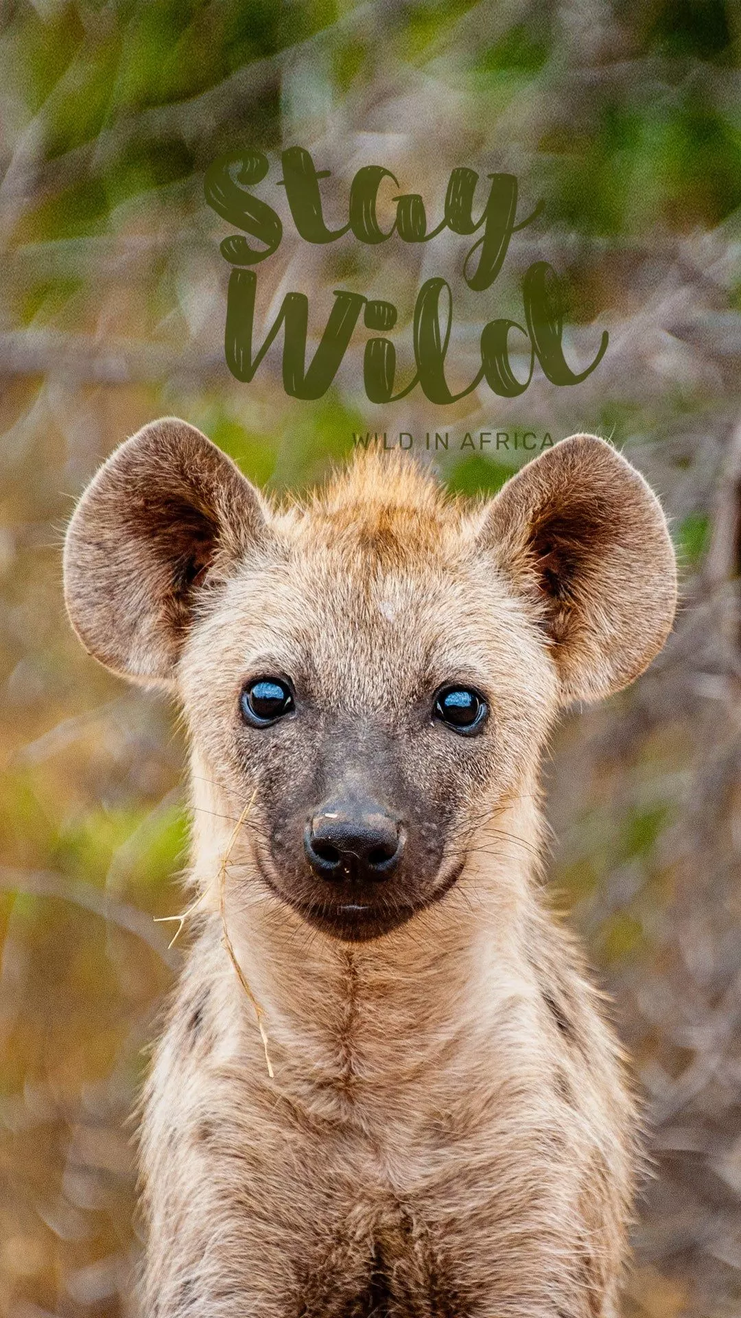 Hyena Wallpapers - Wallpaper Cave