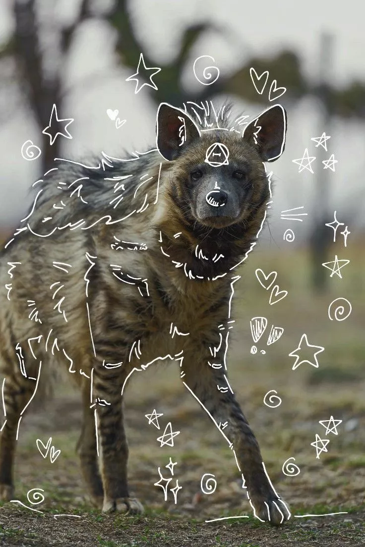 Hyena Wallpapers - Wallpaper Cave