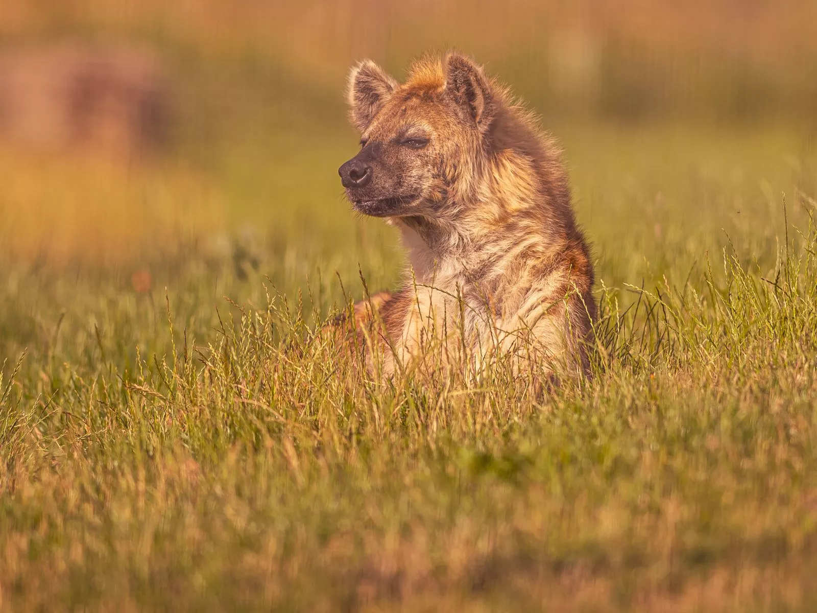 Hyena Wallpapers - Wallpaper Cave