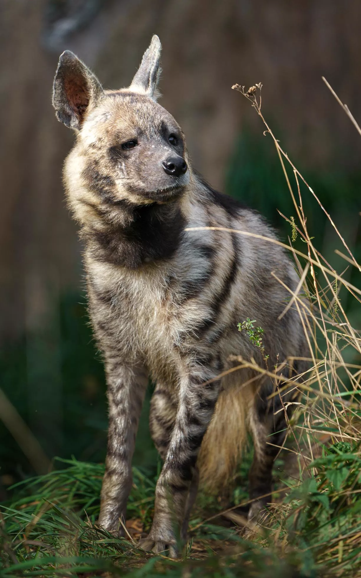 Hyena Wallpapers - Wallpaper Cave