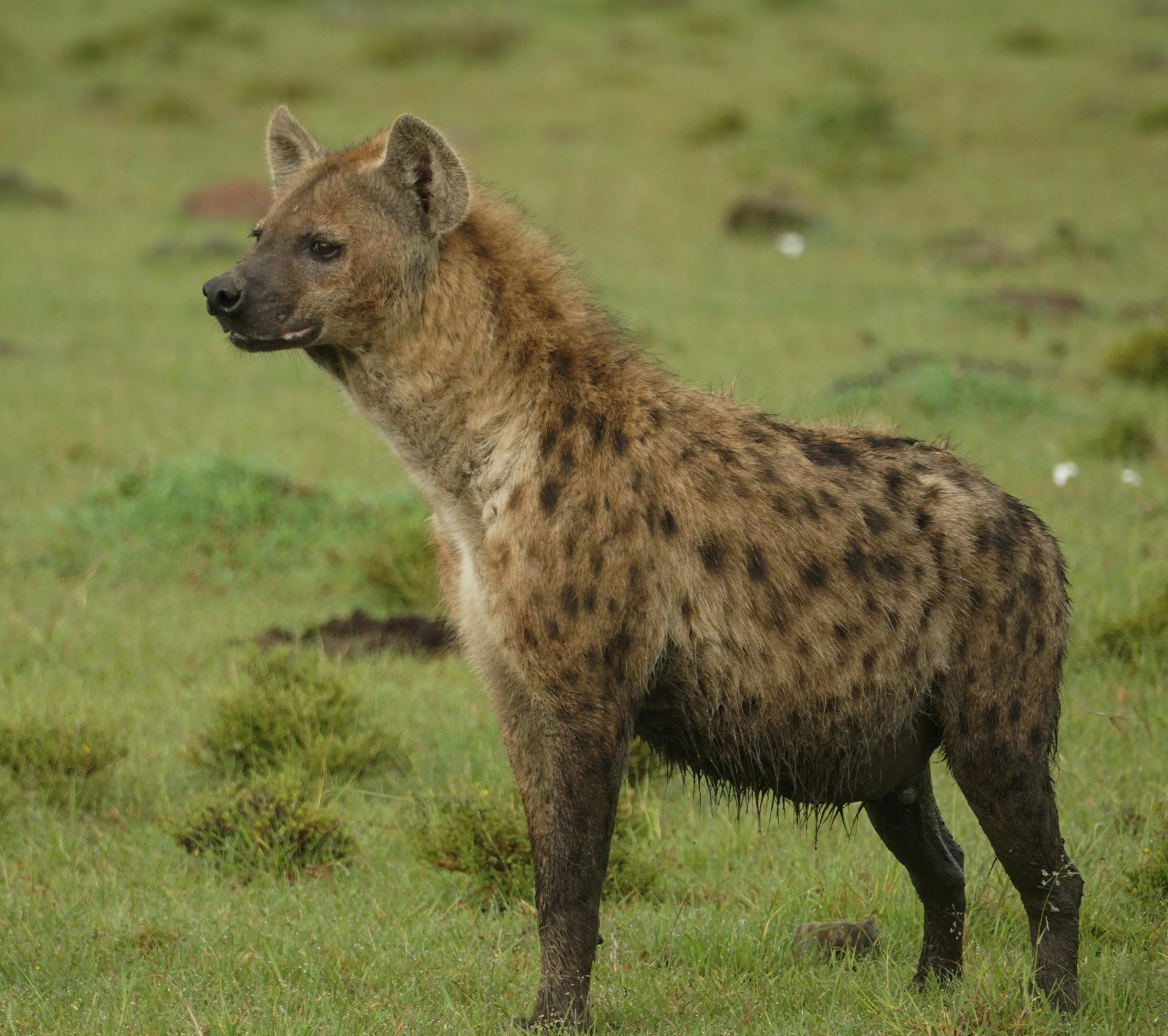 Hyena Wallpapers - Wallpaper Cave