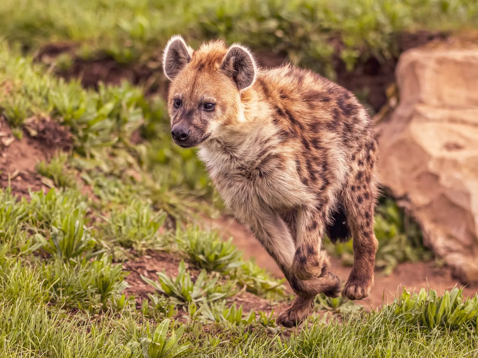 Hyena Wallpapers - Wallpaper Cave