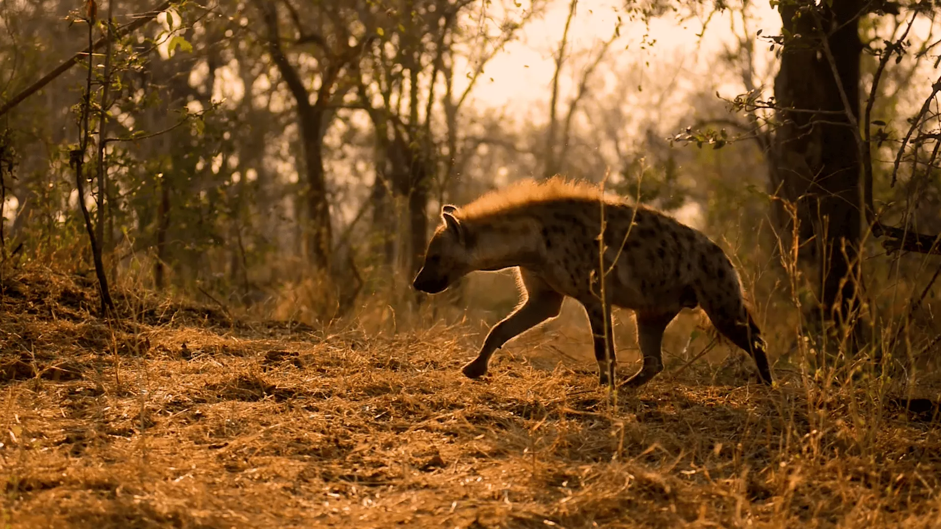 Hyena Wallpapers - Wallpaper Cave