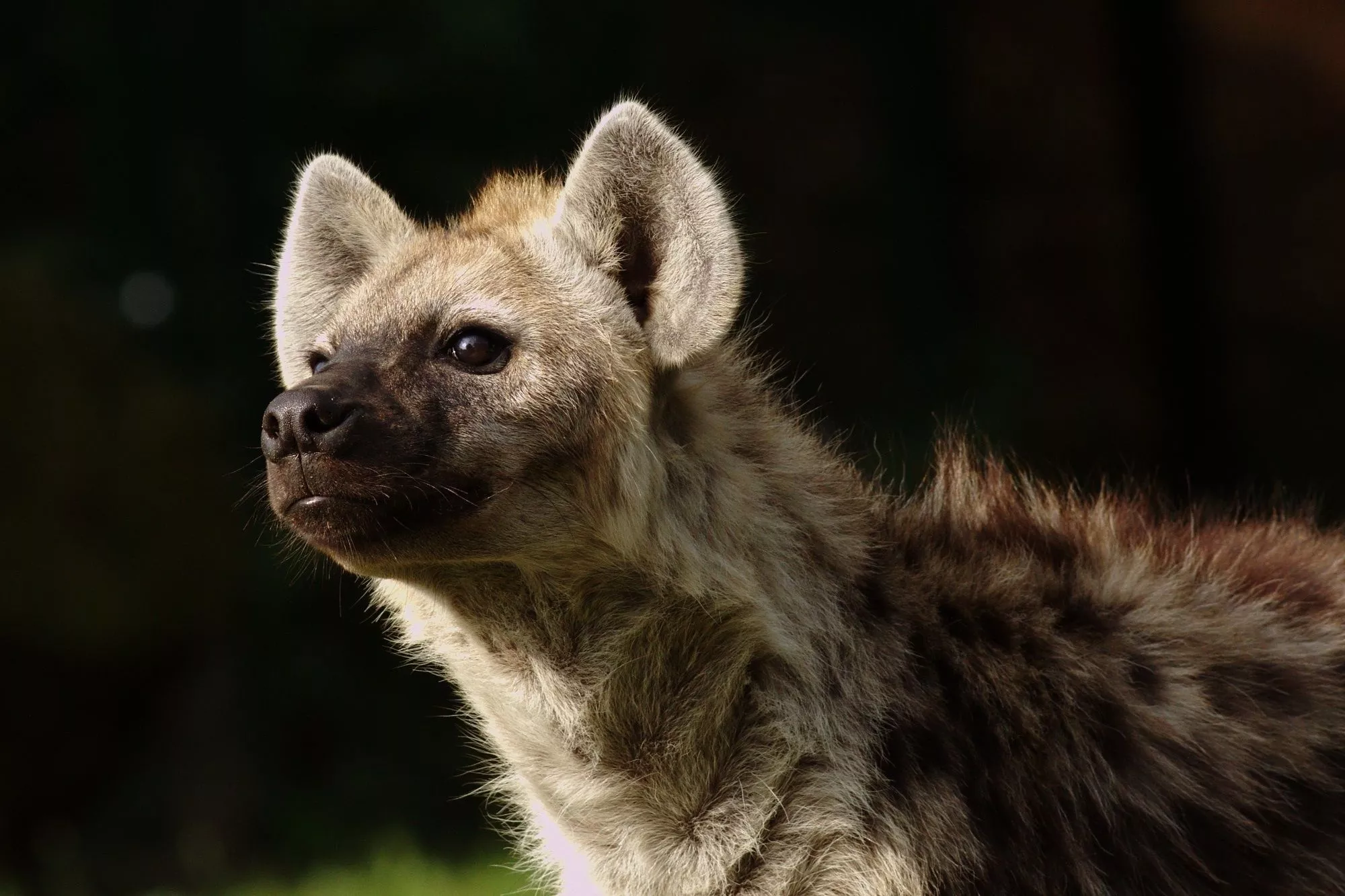 Hyena Wallpapers - Wallpaper Cave
