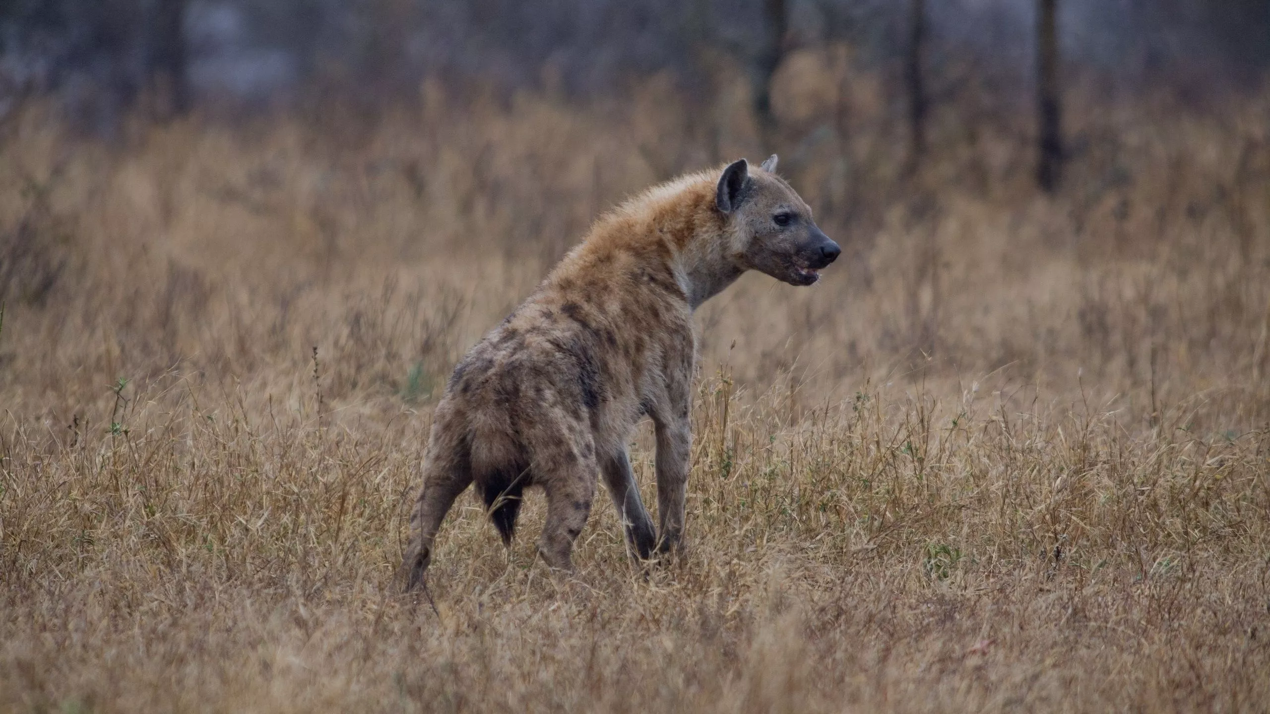 Hyena Wallpapers - Wallpaper Cave
