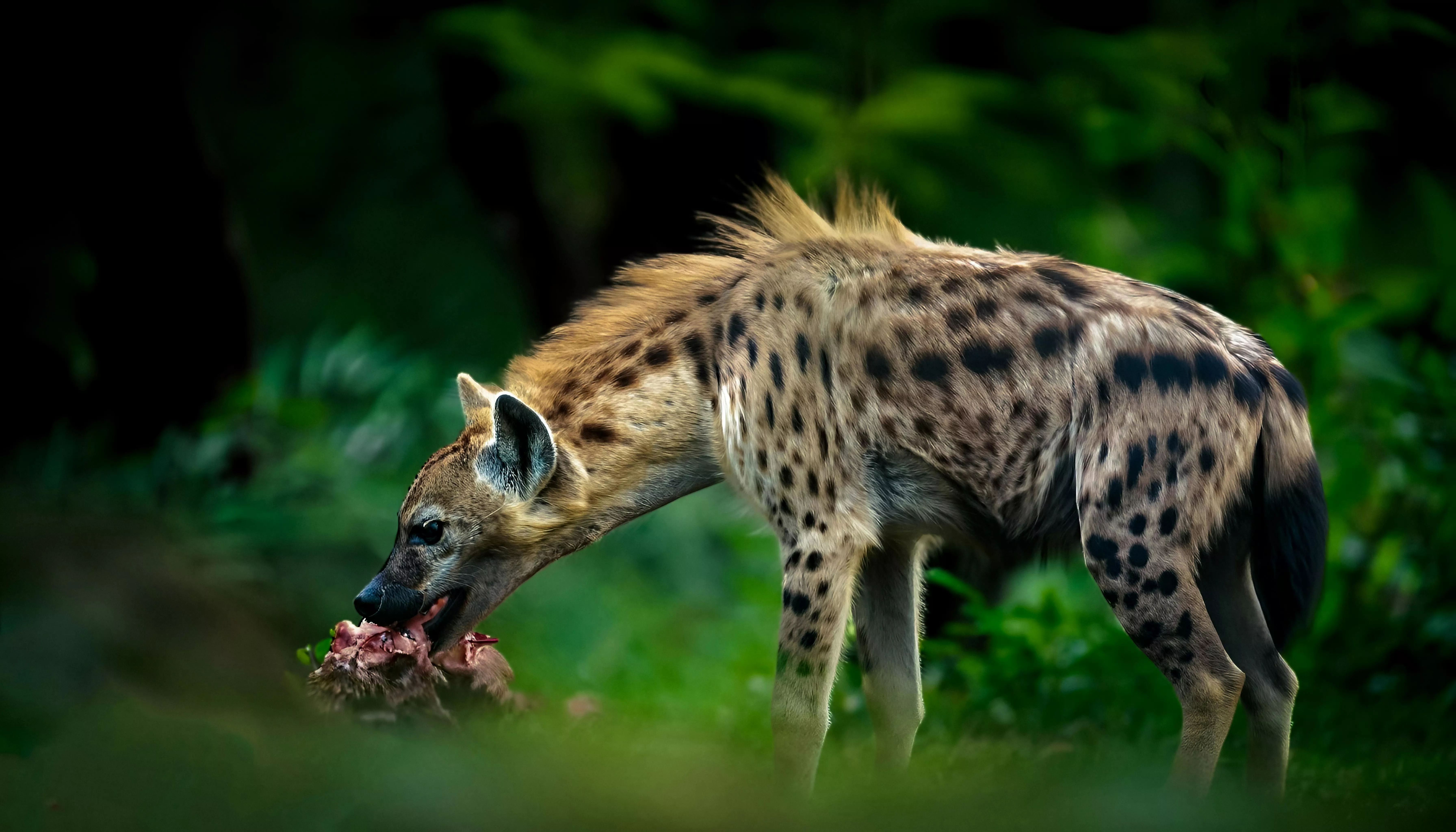 Hyena Wallpapers - Wallpaper Cave