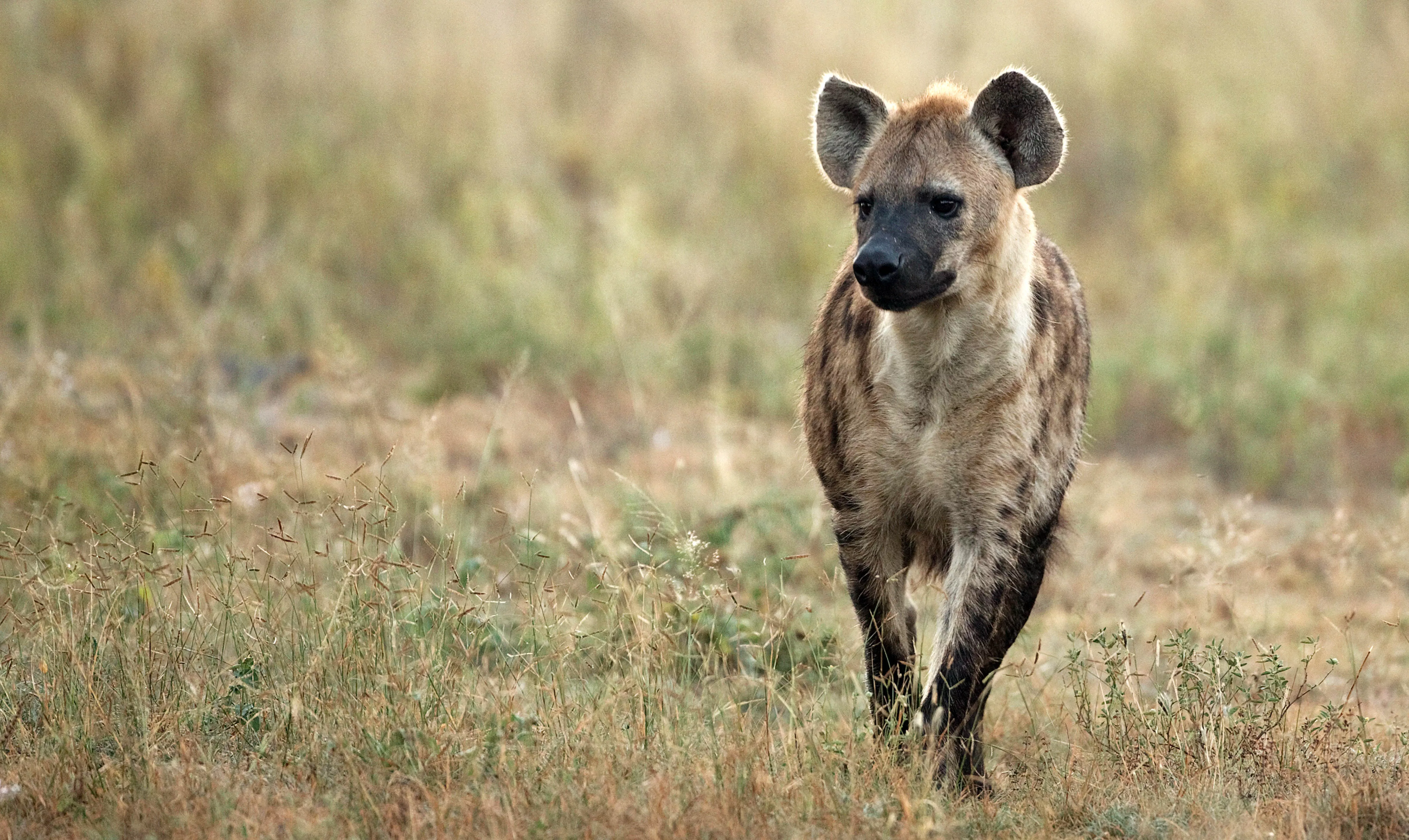 Hyena Wallpapers - Wallpaper Cave