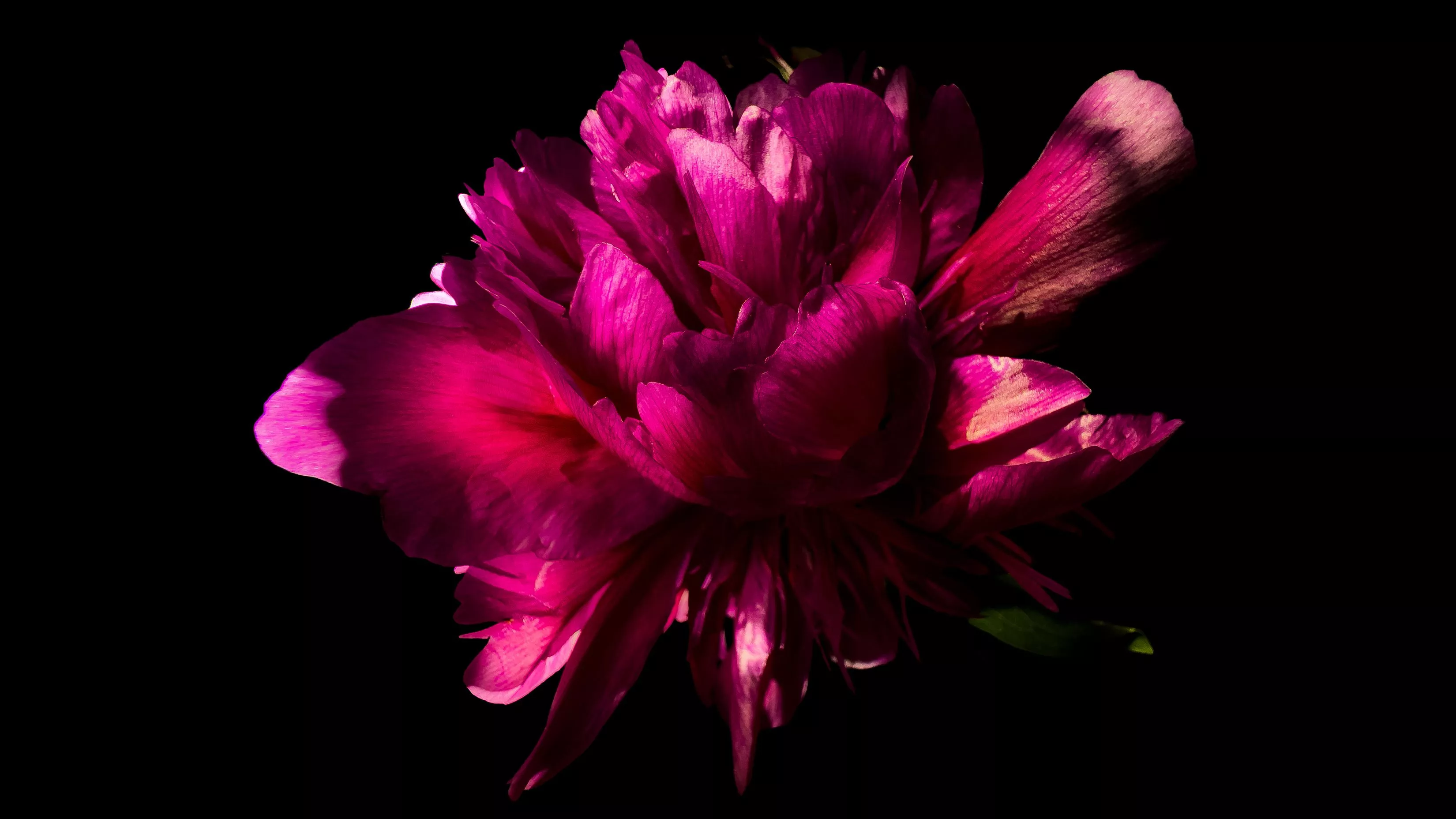 Flowers 4k Desktop Wallpapers - Wallpaper Cave