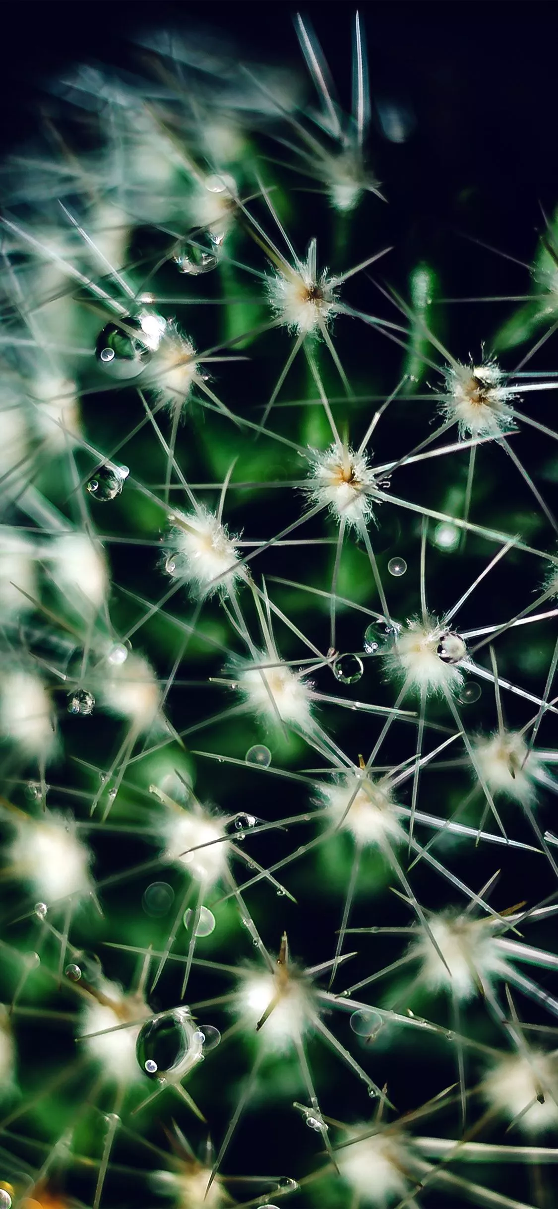 iPhone Cactus Wallpapers - Wallpaper Cave