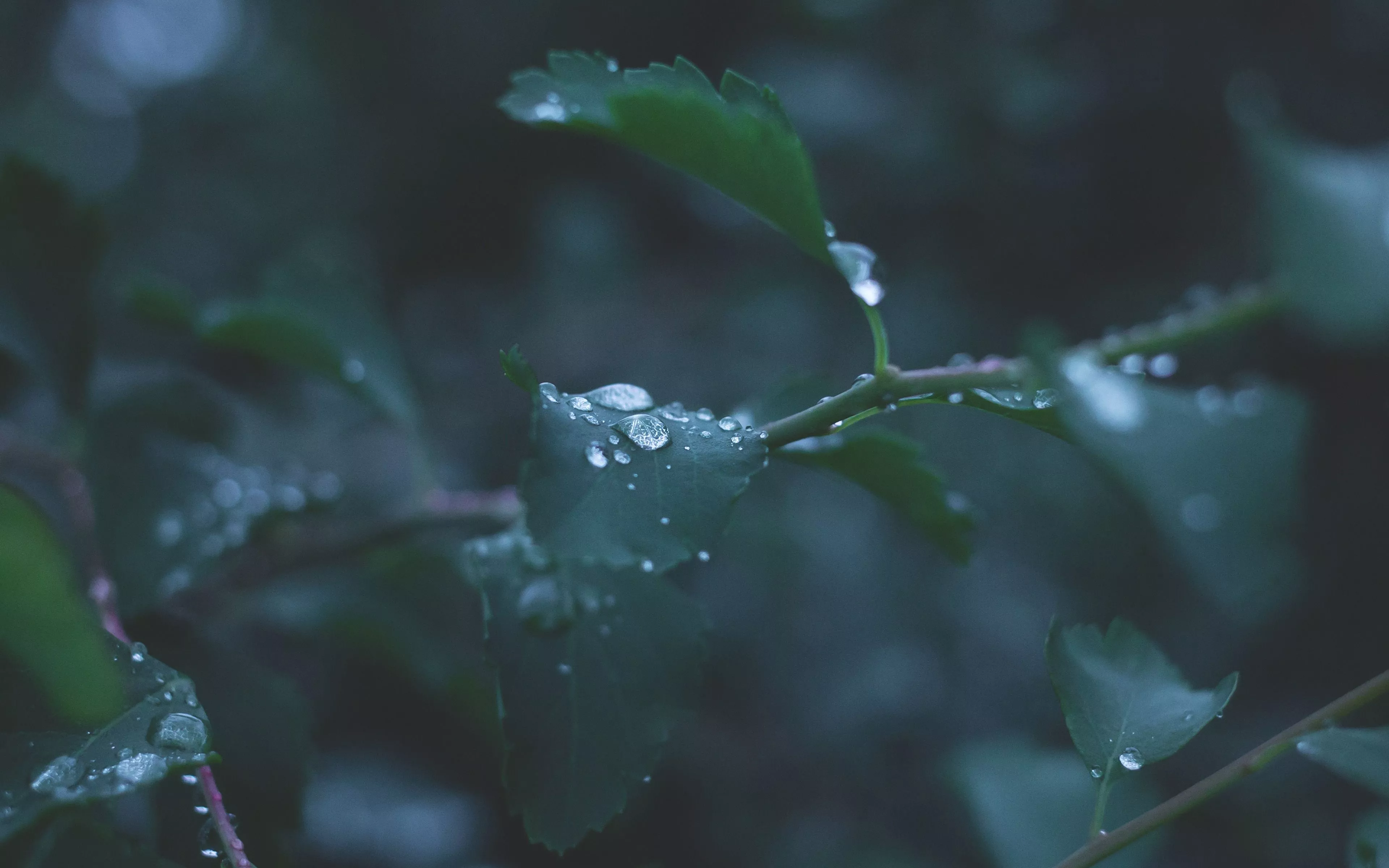 Rain Nature 4k Wallpapers - Wallpaper Cave