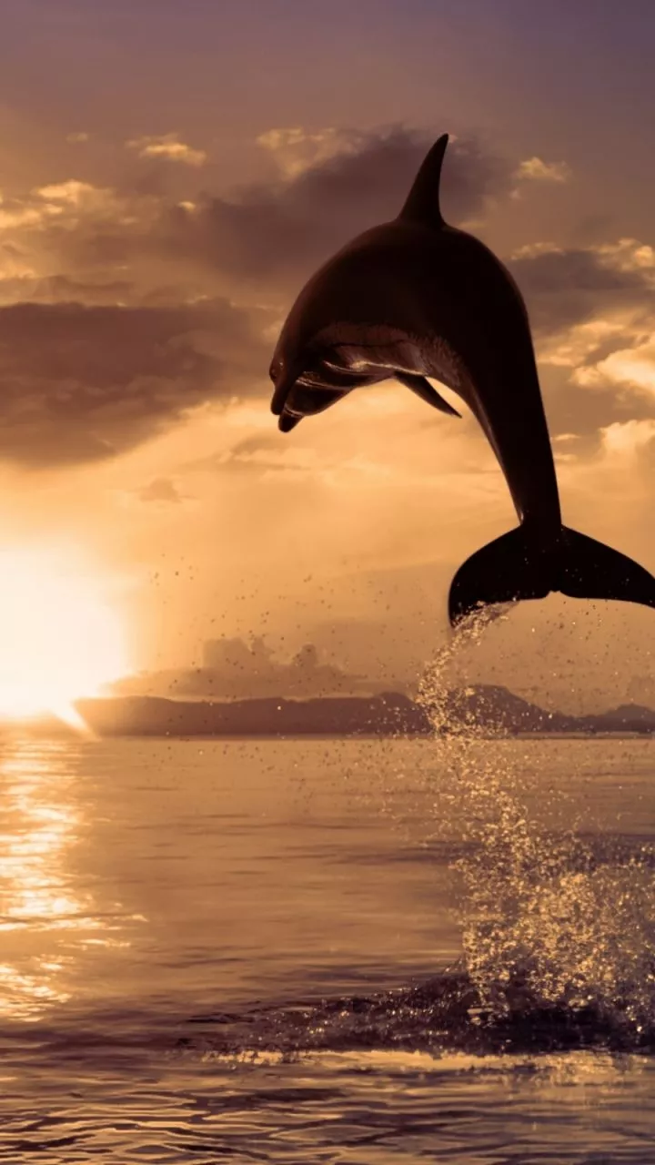 iPhone Dolphin Wallpapers - Wallpaper Cave