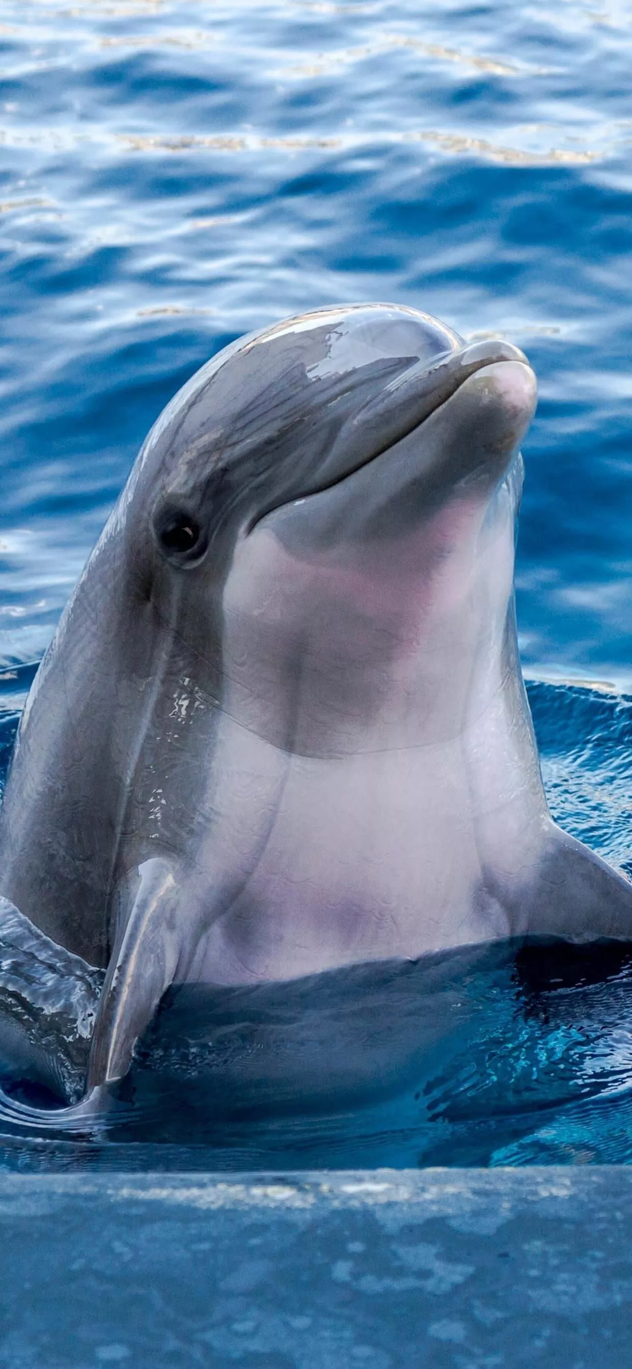 iPhone Dolphin Wallpapers - Wallpaper Cave