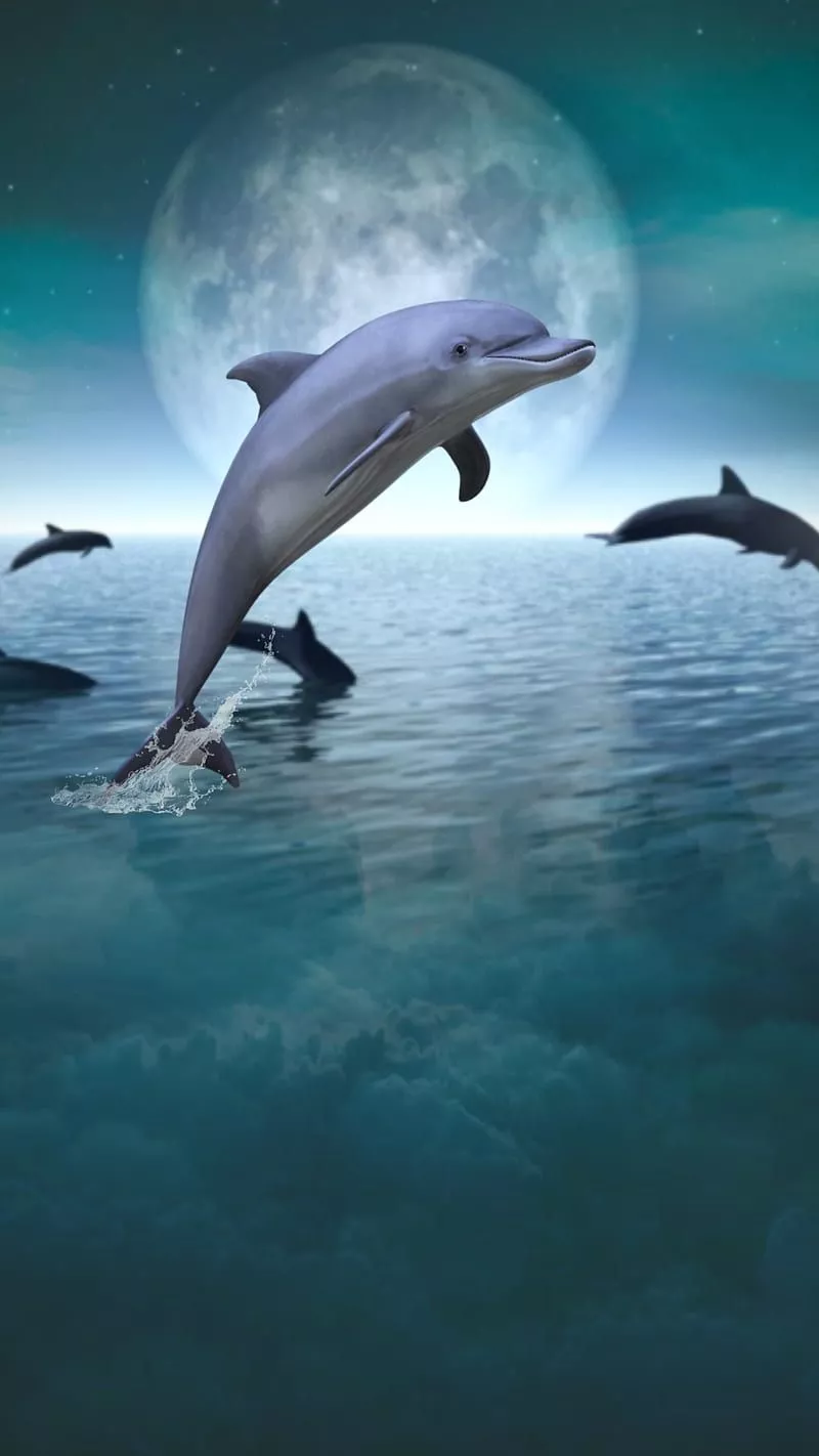 iPhone Dolphin Wallpapers - Wallpaper Cave