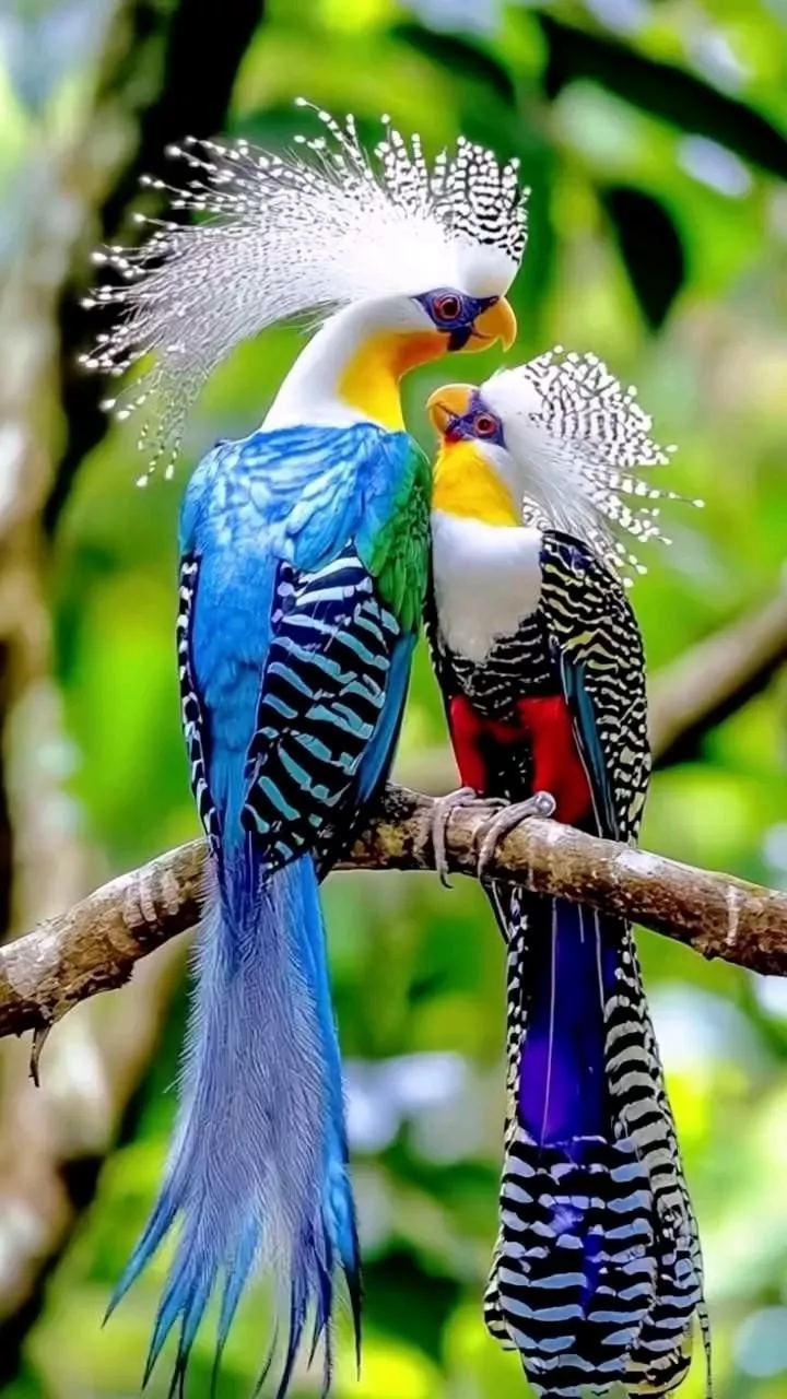 Most Beautiful Bird Wallpapers - Wallpaper Cave