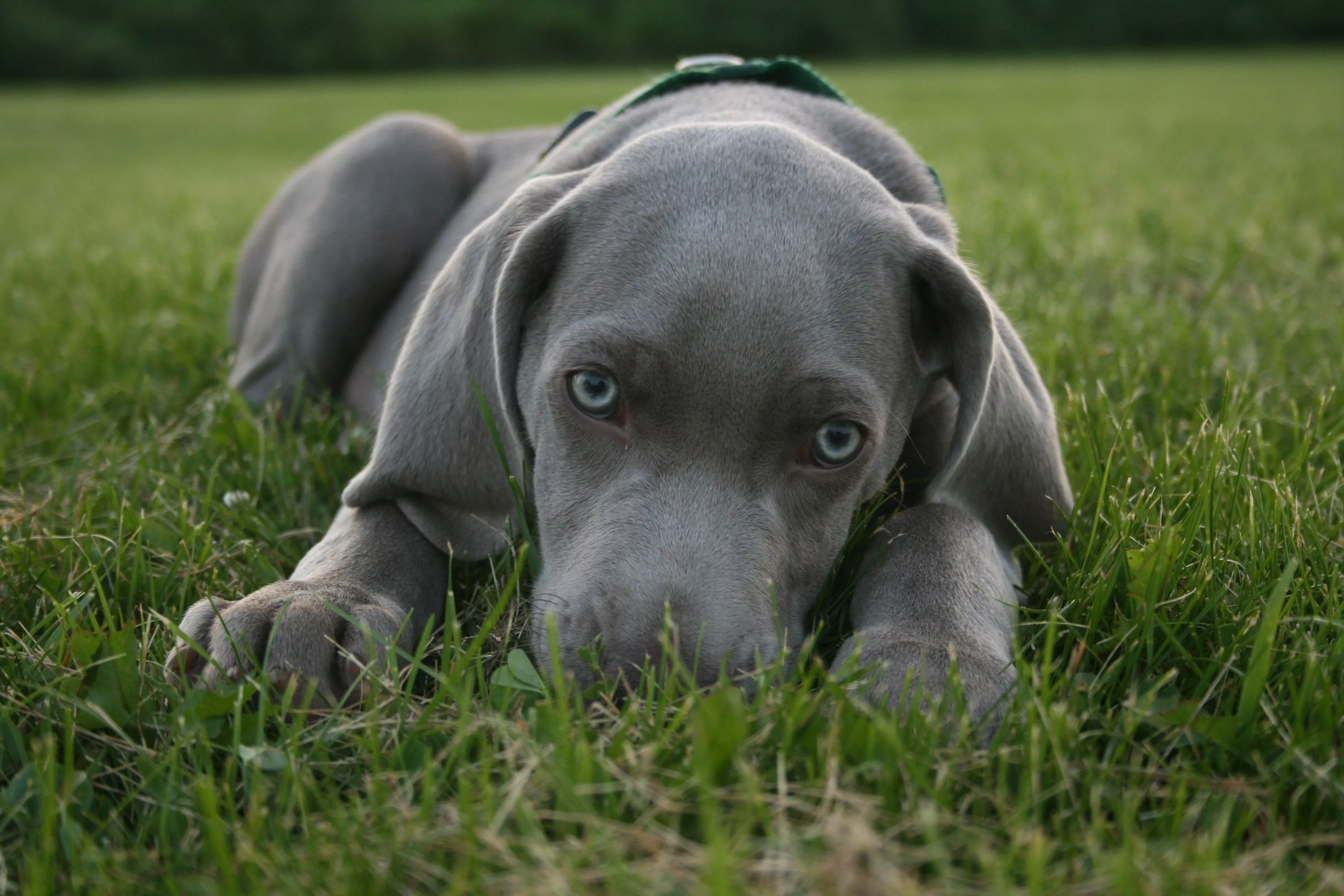 Grey And White Dogs Wallpapers - Wallpaper Cave