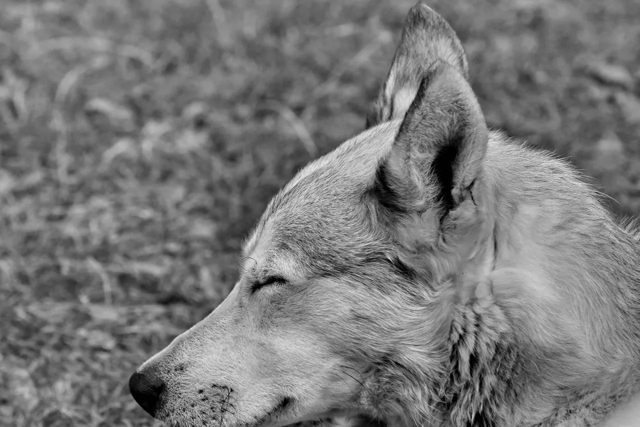 Grey And White Dogs Wallpapers - Wallpaper Cave