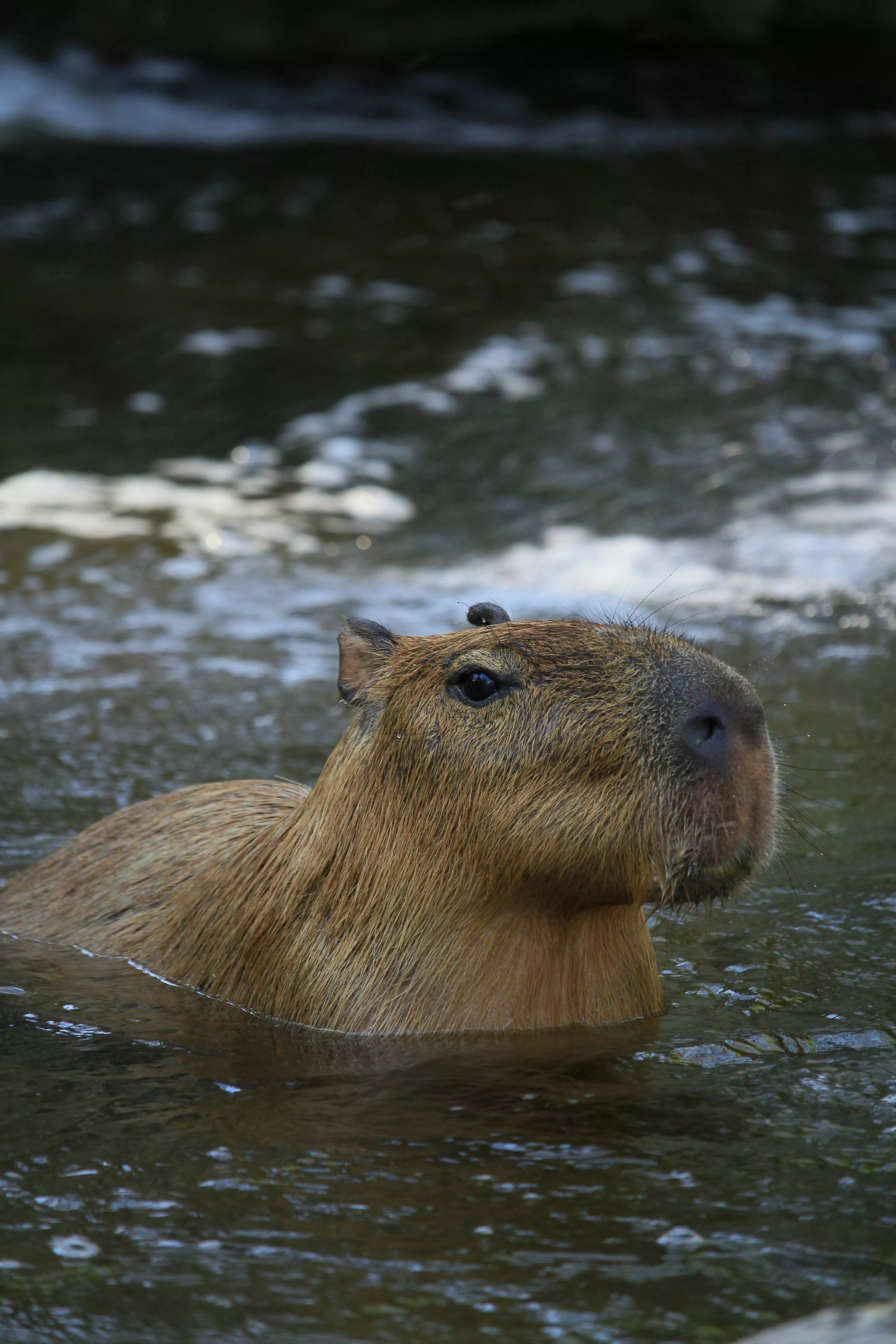 Cool Capybara Wallpapers - Wallpaper Cave
