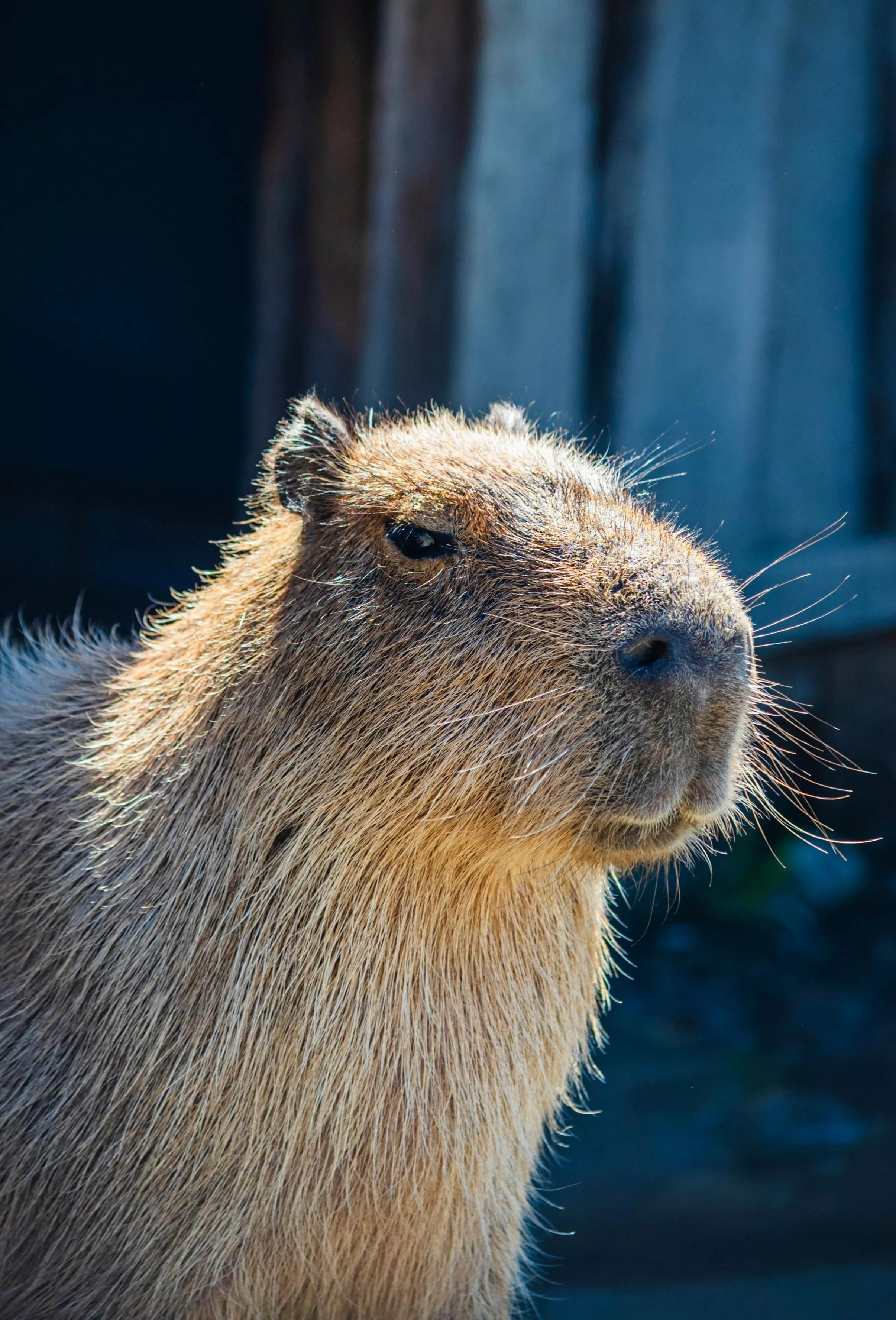 Cool Capybara Wallpapers - Wallpaper Cave