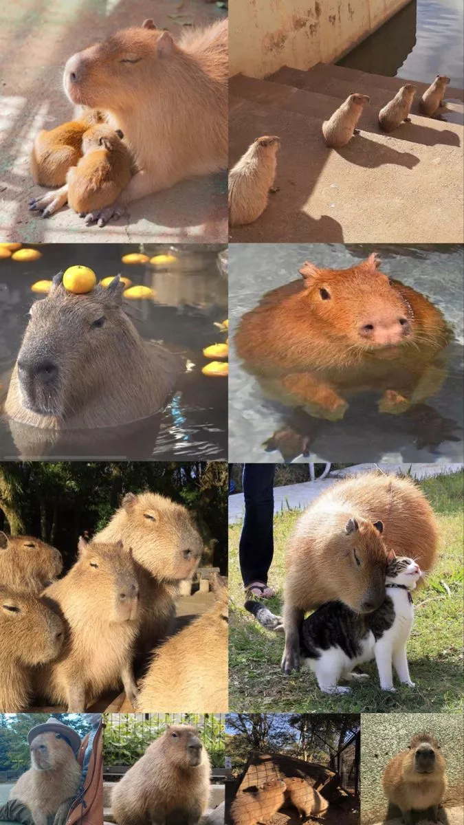 Cool Capybara Wallpapers - Wallpaper Cave