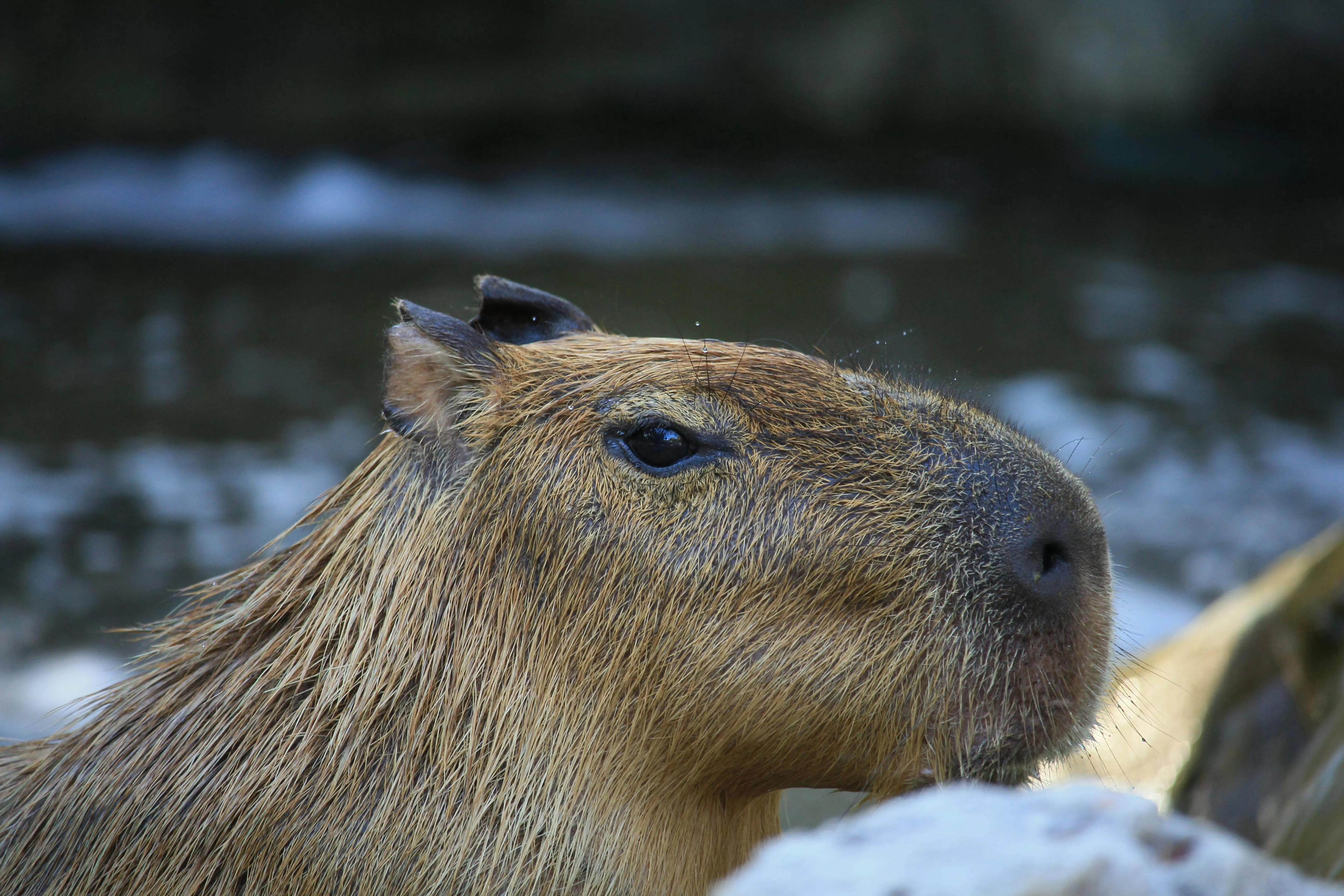 Cool Capybara Wallpapers - Wallpaper Cave