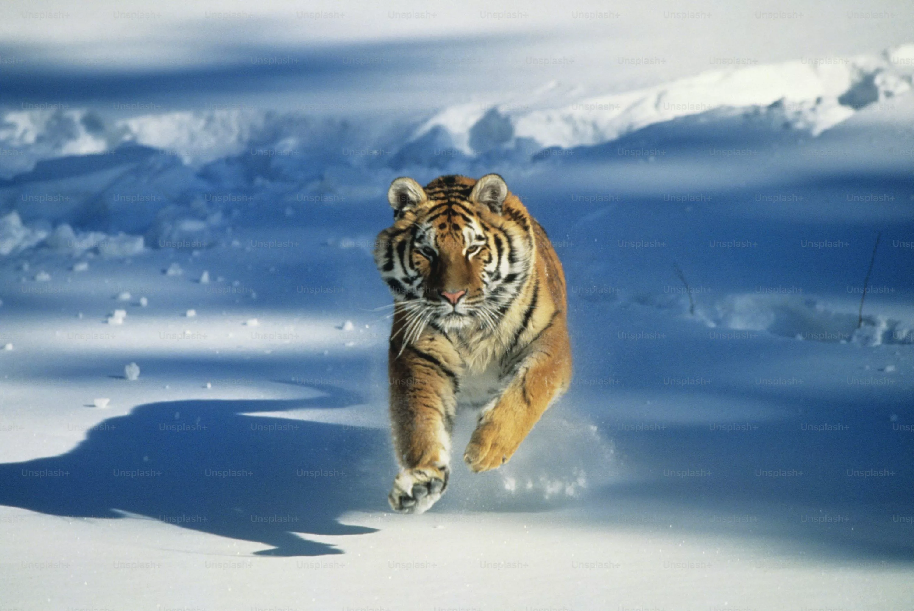Tiger In Snow Wallpapers - Wallpaper Cave