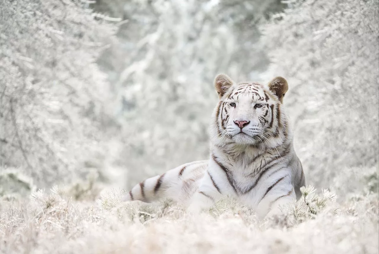 Tiger In Snow Wallpapers - Wallpaper Cave