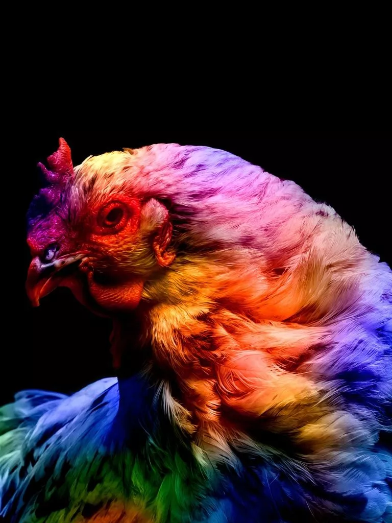 Cool Chicken Wallpapers - Wallpaper Cave