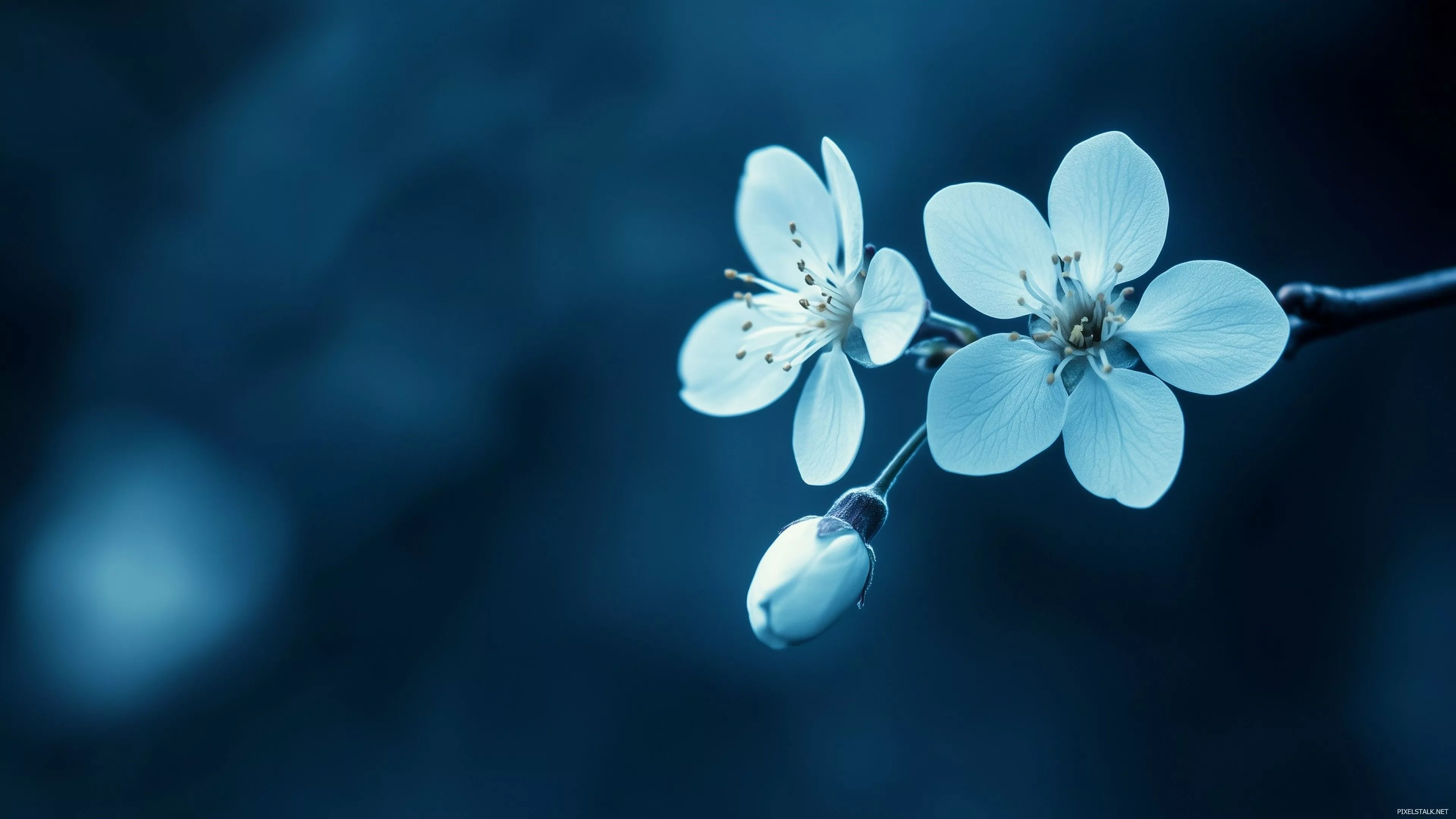 Flowers 4k Desktop Wallpapers - Wallpaper Cave