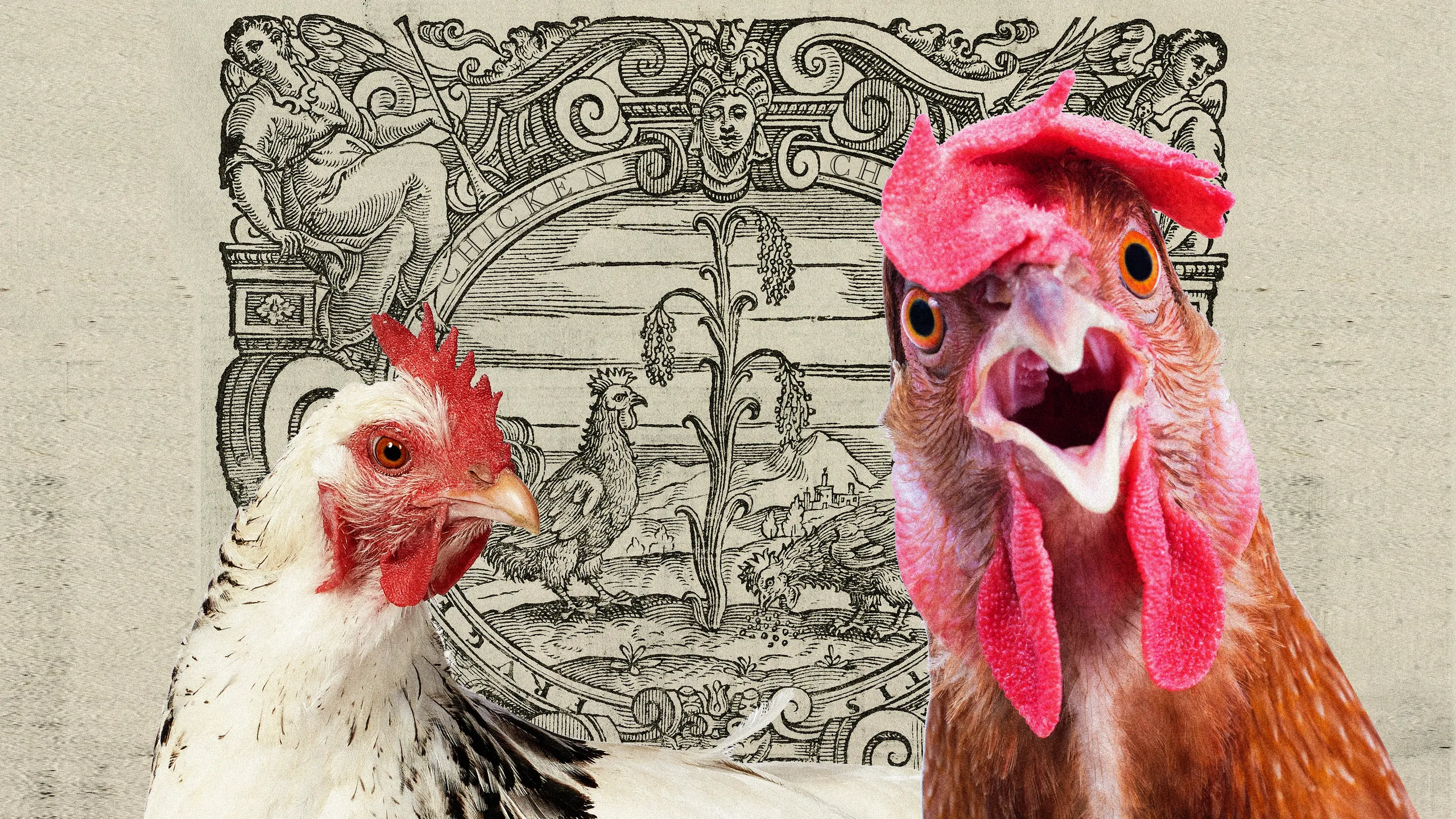 Drippy Chicken Wallpapers - Wallpaper Cave