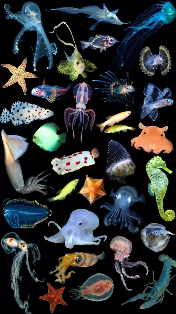 Underwater Creatures Wallpapers - Wallpaper Cave