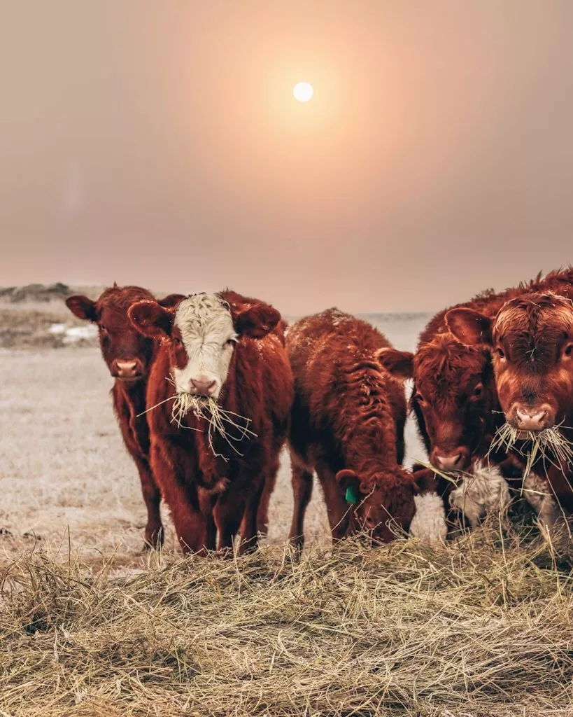 Cattle Ranch Wallpapers - Wallpaper Cave