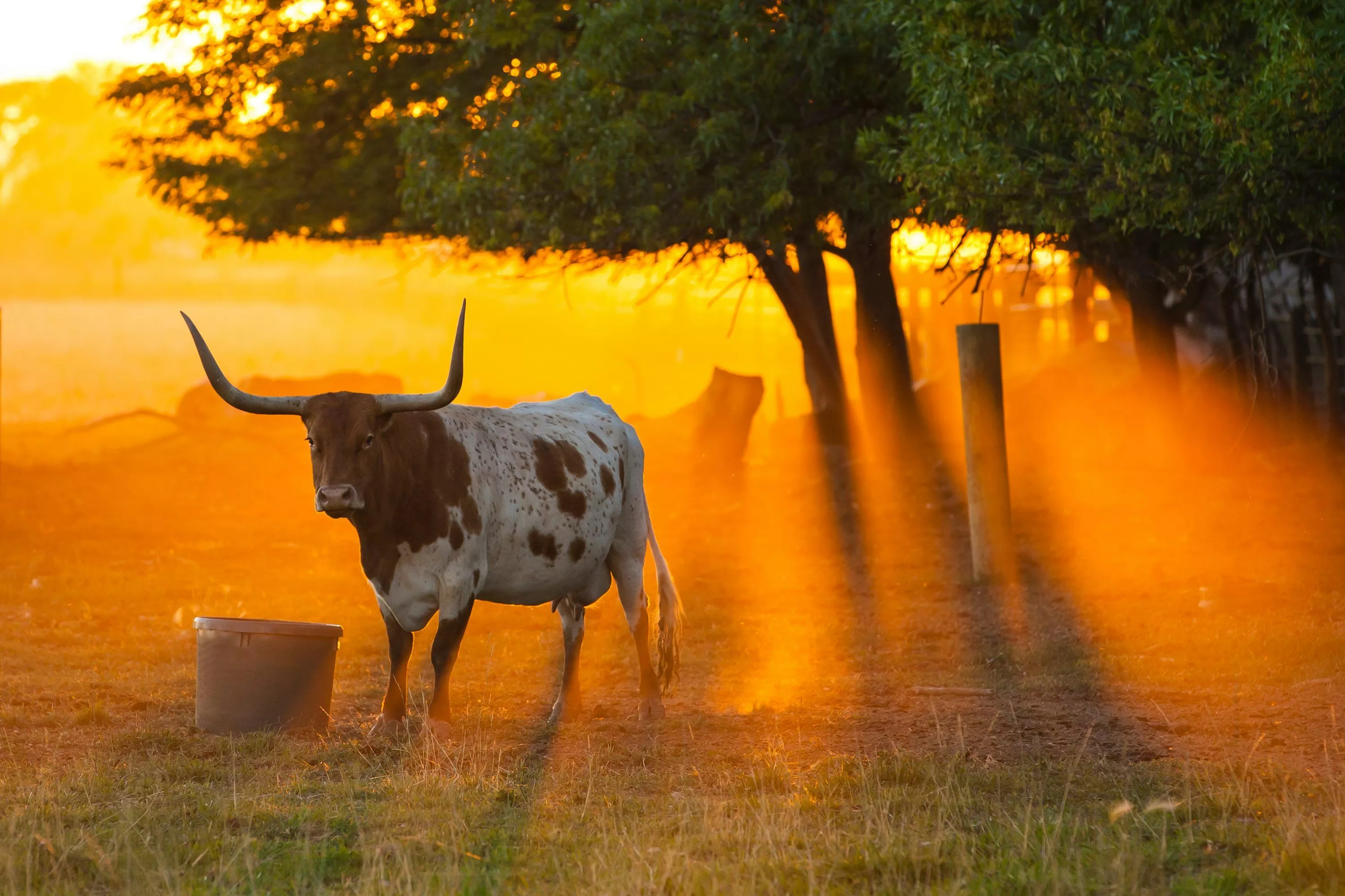 Cattle Ranch Wallpapers - Wallpaper Cave