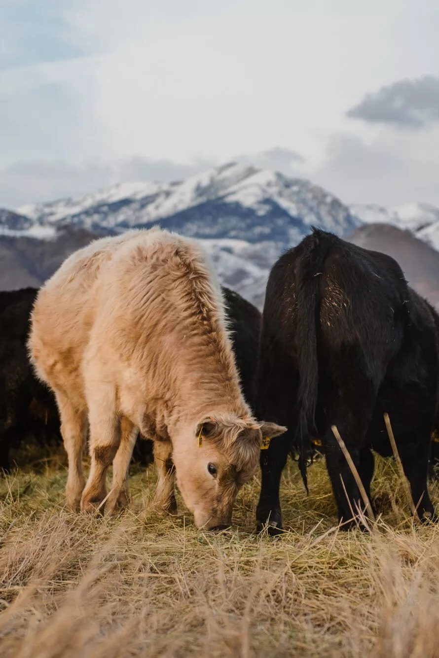 Cattle Ranch Wallpapers - Wallpaper Cave