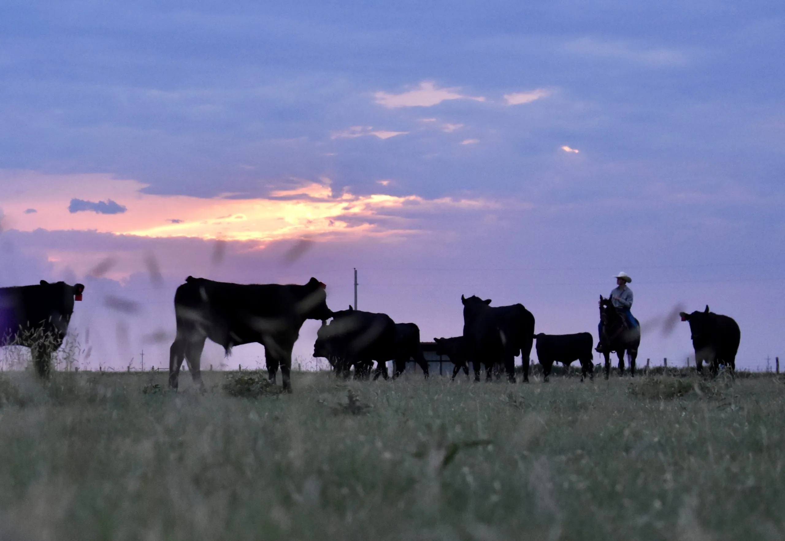 Cattle Ranch Wallpapers - Wallpaper Cave