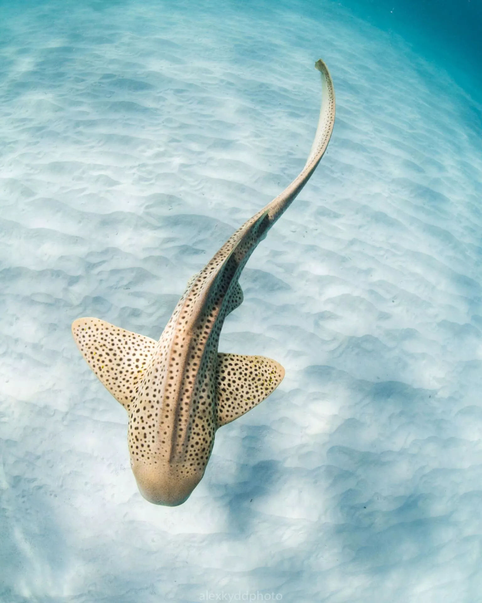 Leopard Shark Wallpapers - Wallpaper Cave