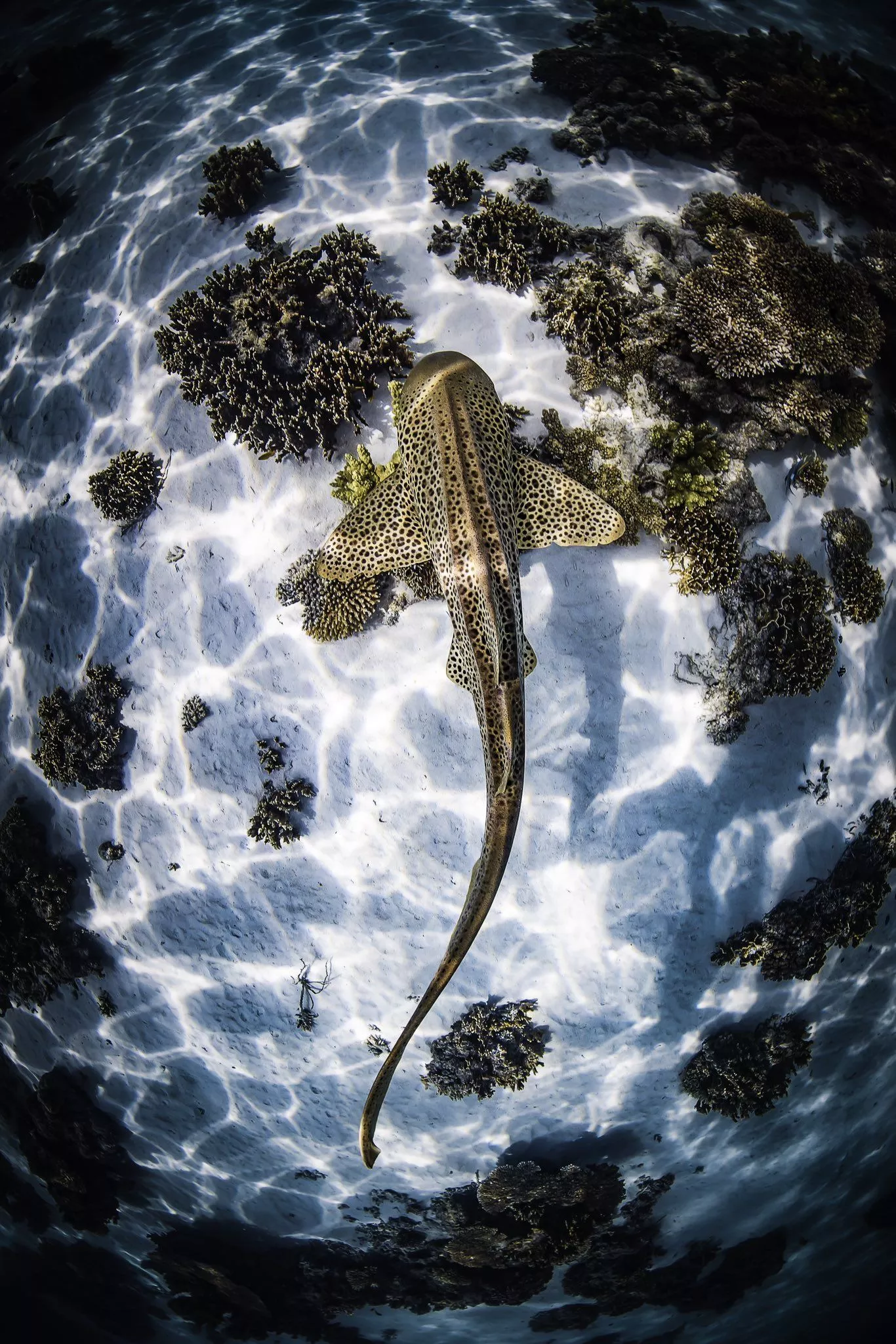 Zebra Shark Wallpapers - Wallpaper Cave