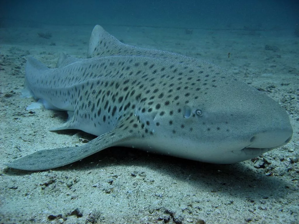 Zebra Shark Wallpapers - Wallpaper Cave