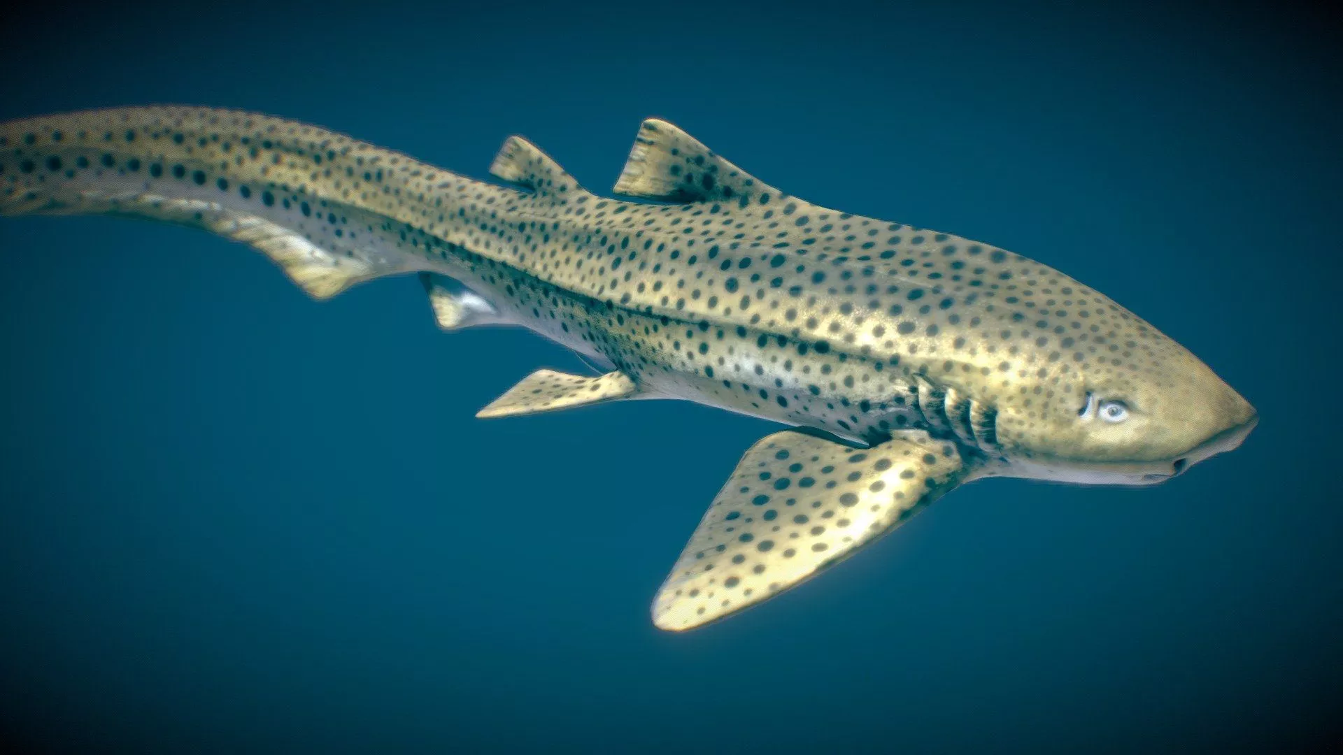 Zebra Shark Wallpapers - Wallpaper Cave