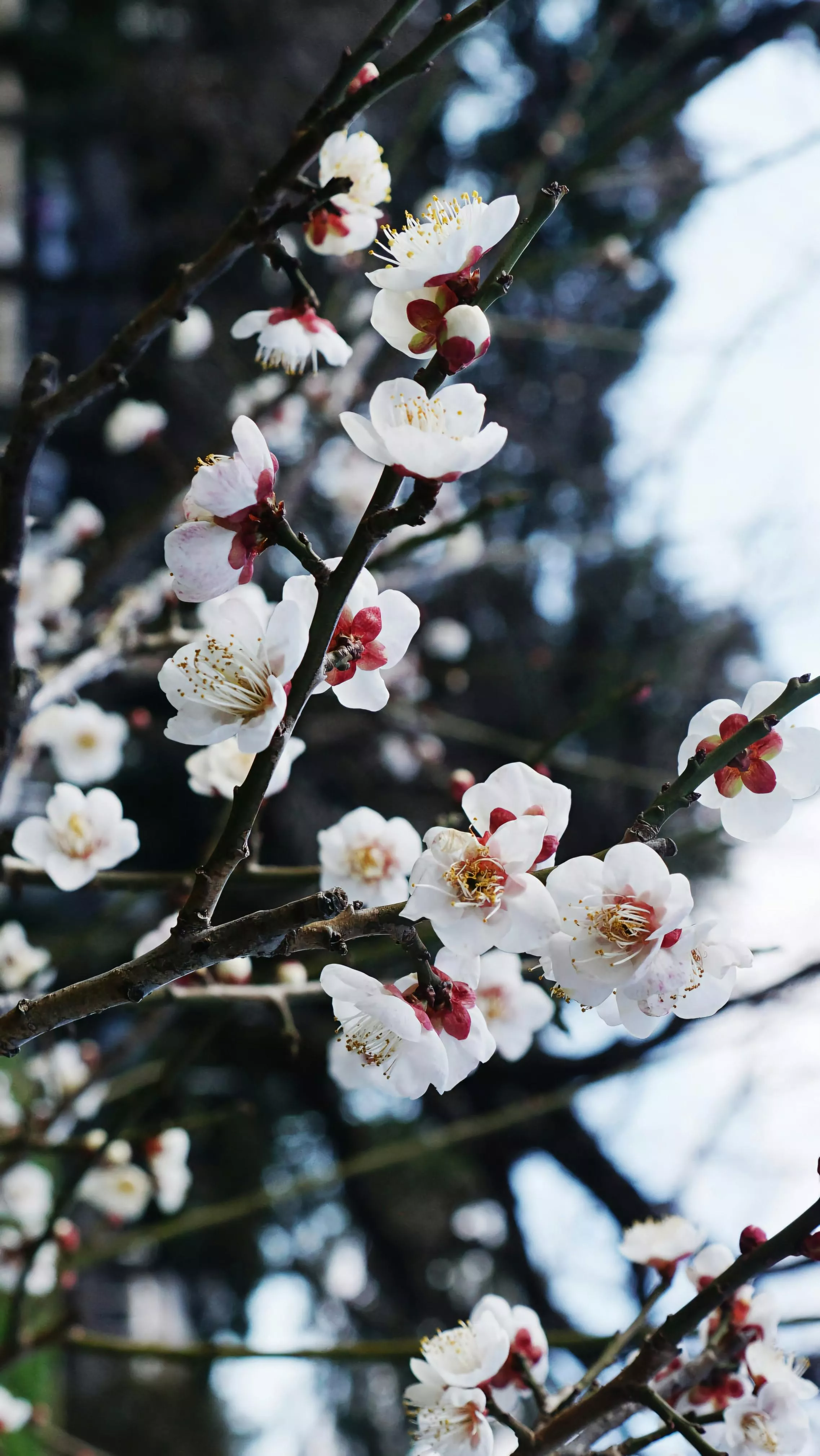 Japan Spring iPhone Wallpapers - Wallpaper Cave