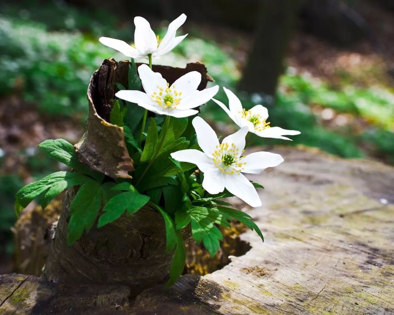 Spring Nature PC Wallpapers - Wallpaper Cave