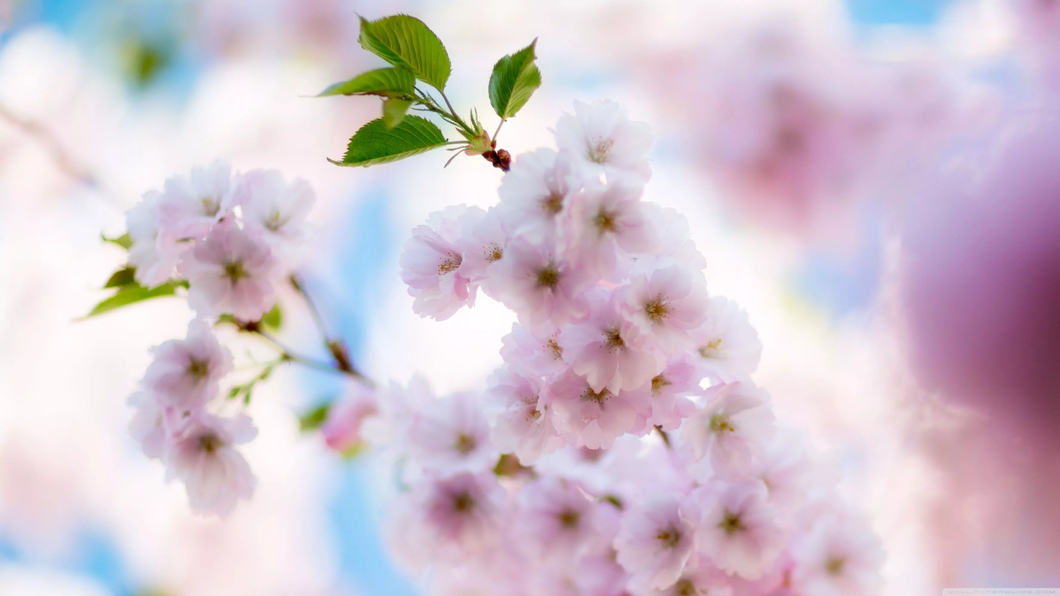 Spring Nature PC Wallpapers - Wallpaper Cave