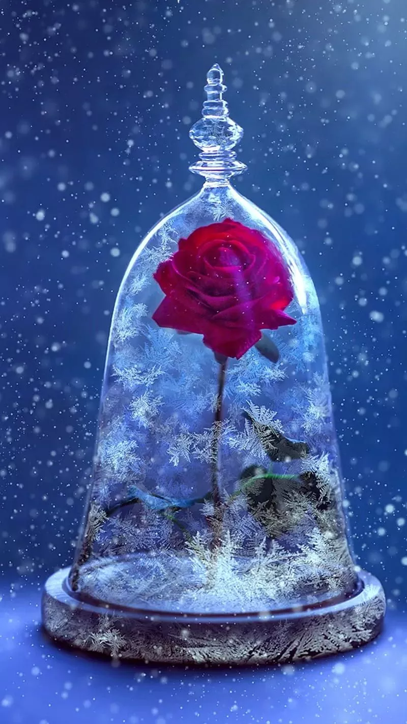 Roses And Snow Wallpapers - Wallpaper Cave