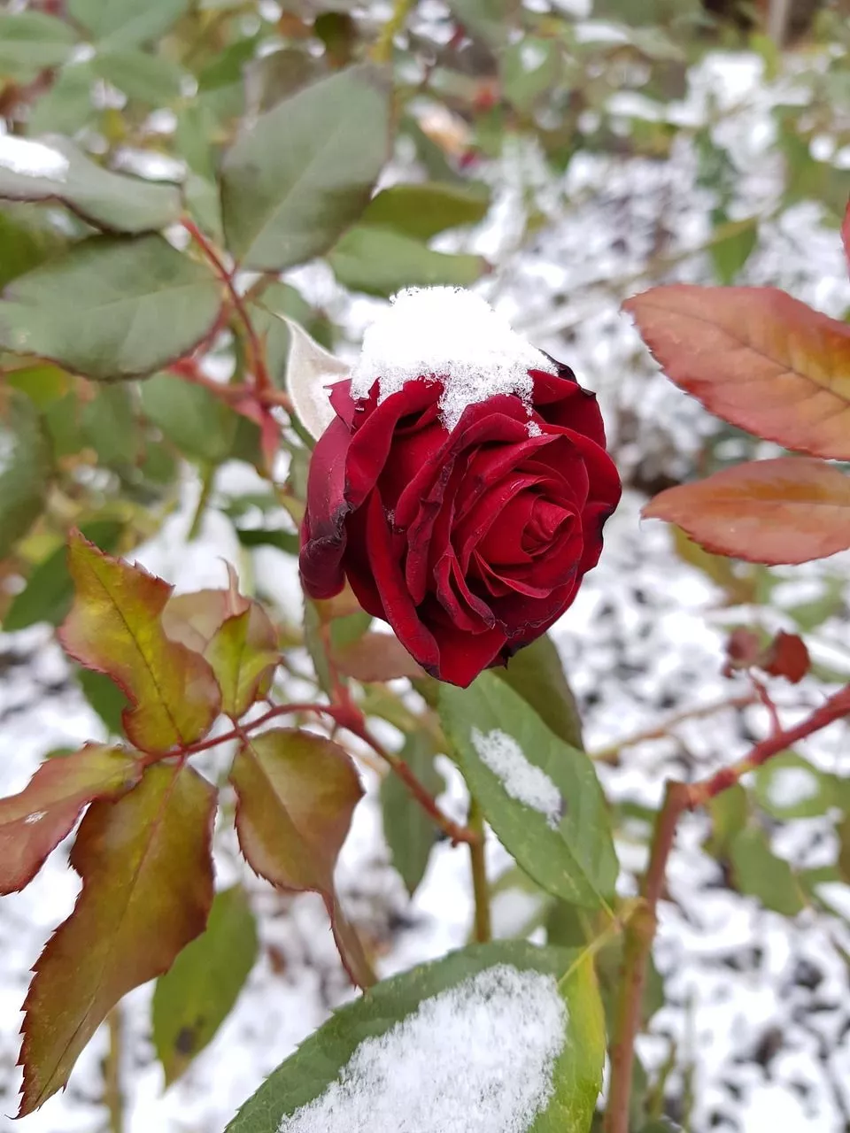 Roses And Snow Wallpapers - Wallpaper Cave