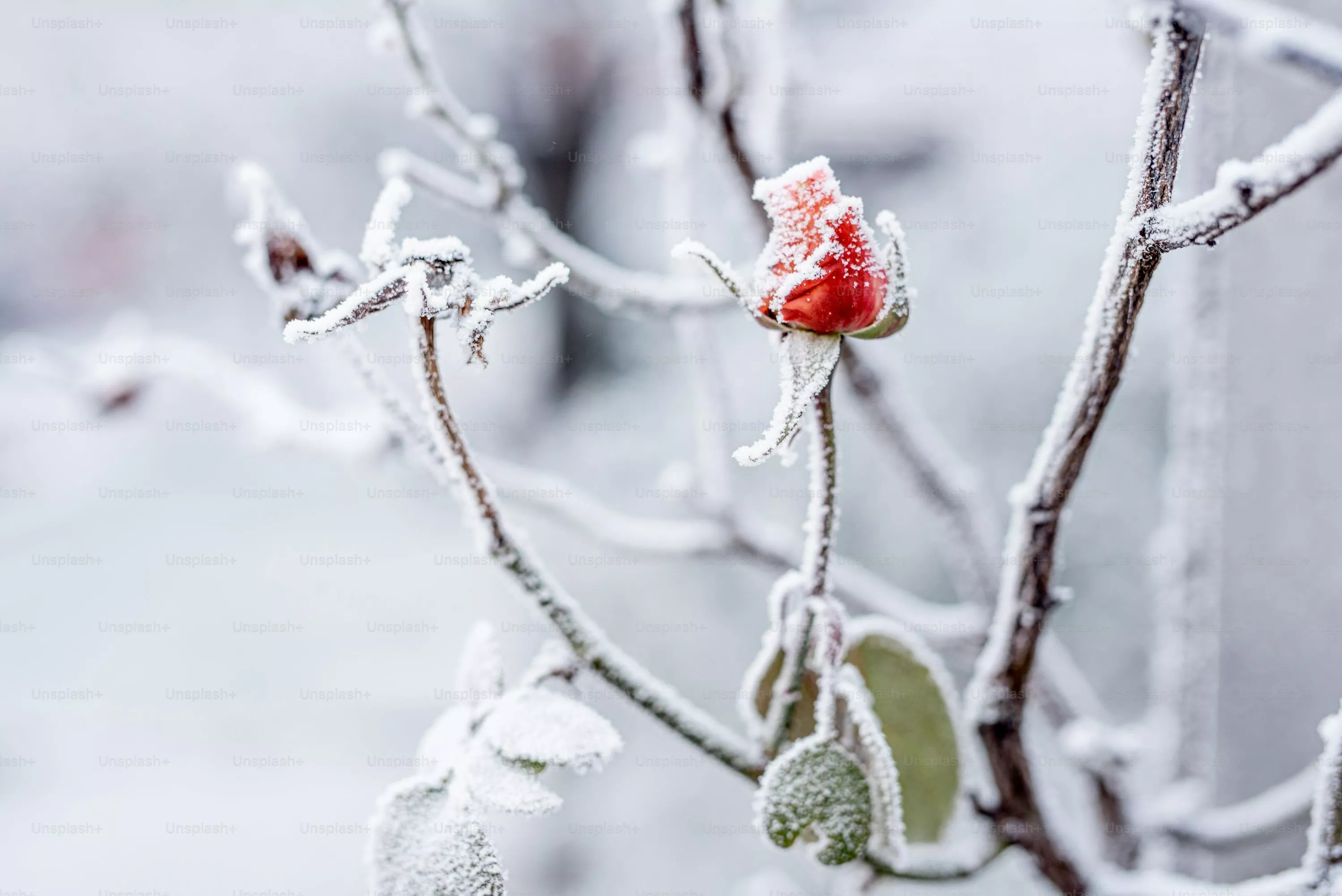 Roses And Snow Wallpapers - Wallpaper Cave