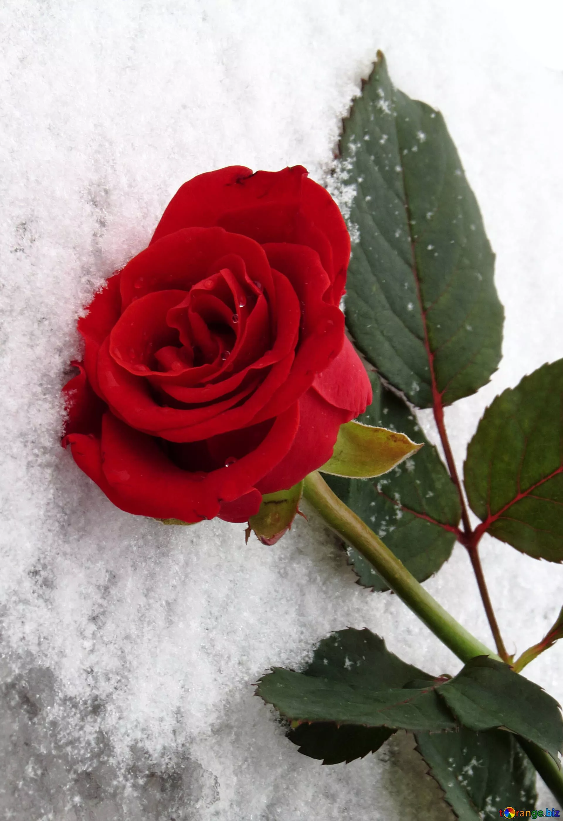 Roses And Snow Wallpapers - Wallpaper Cave