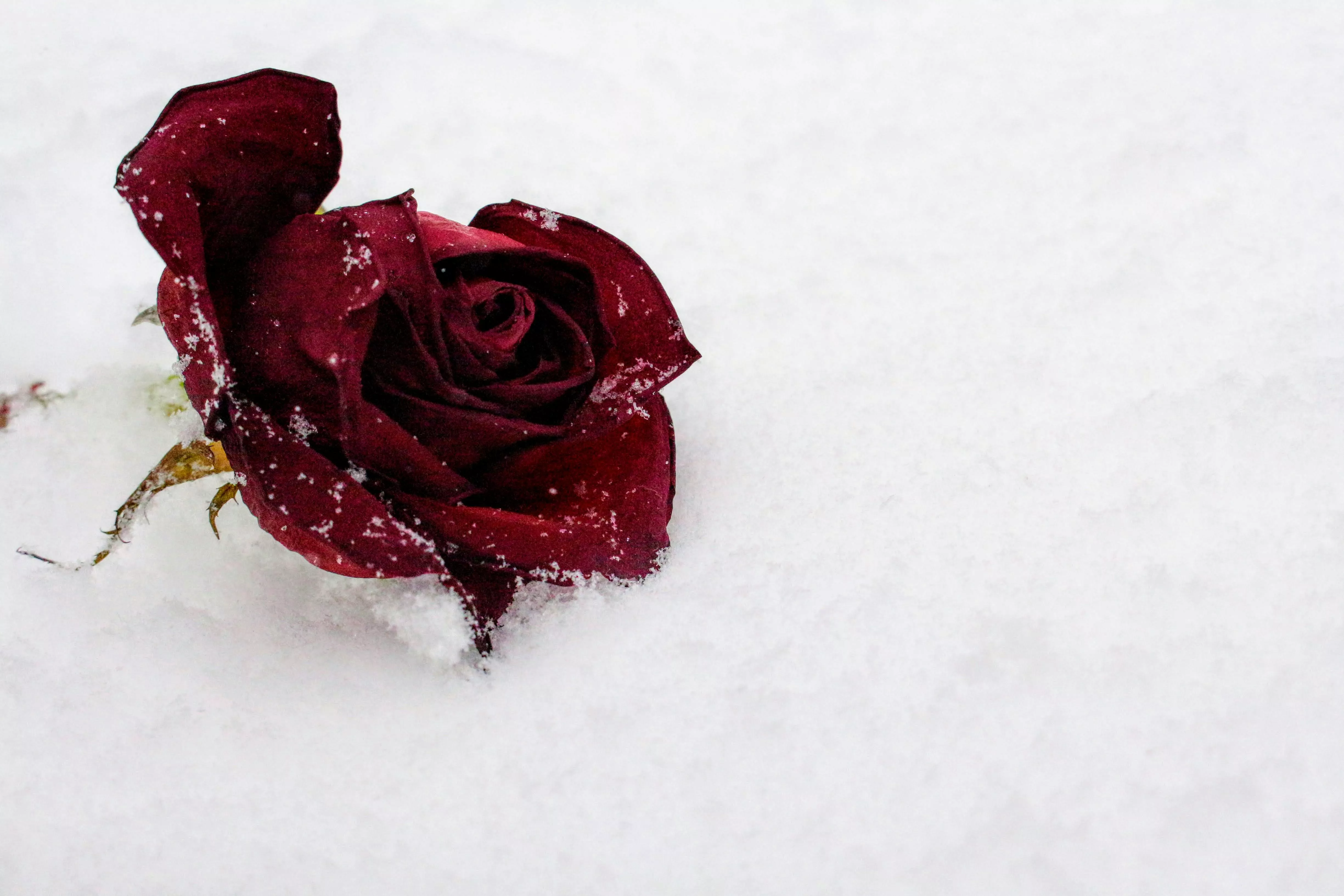 Roses And Snow Wallpapers - Wallpaper Cave