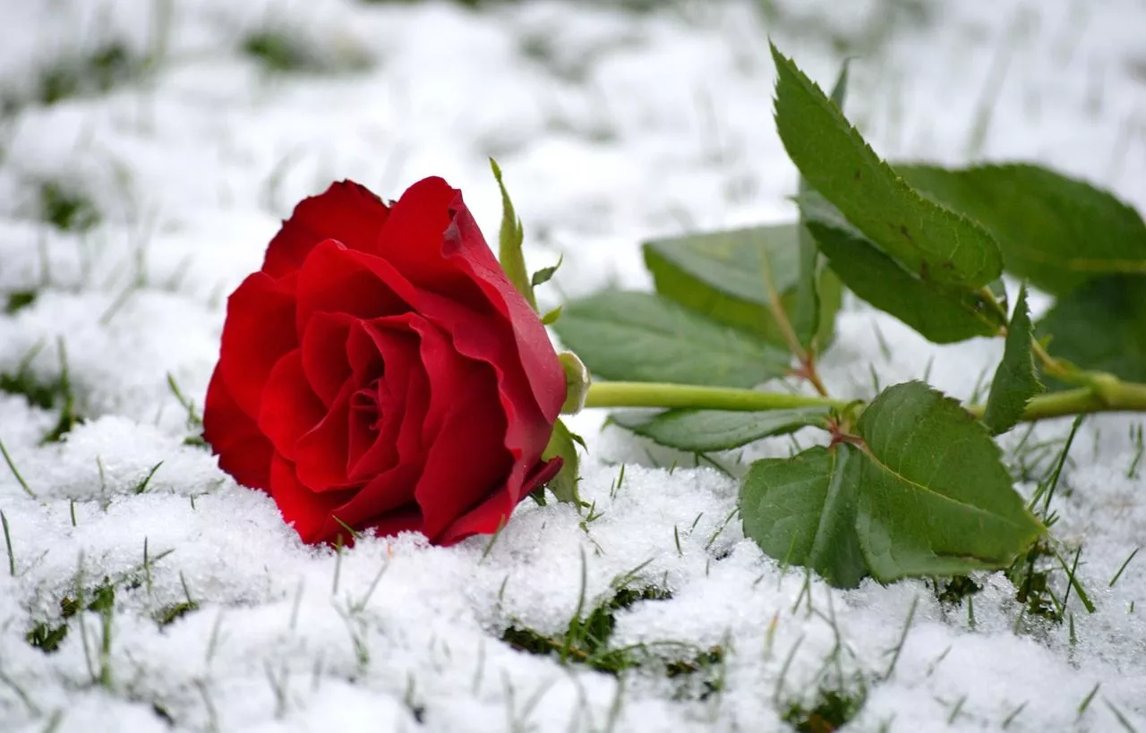 Roses And Snow Wallpapers - Wallpaper Cave
