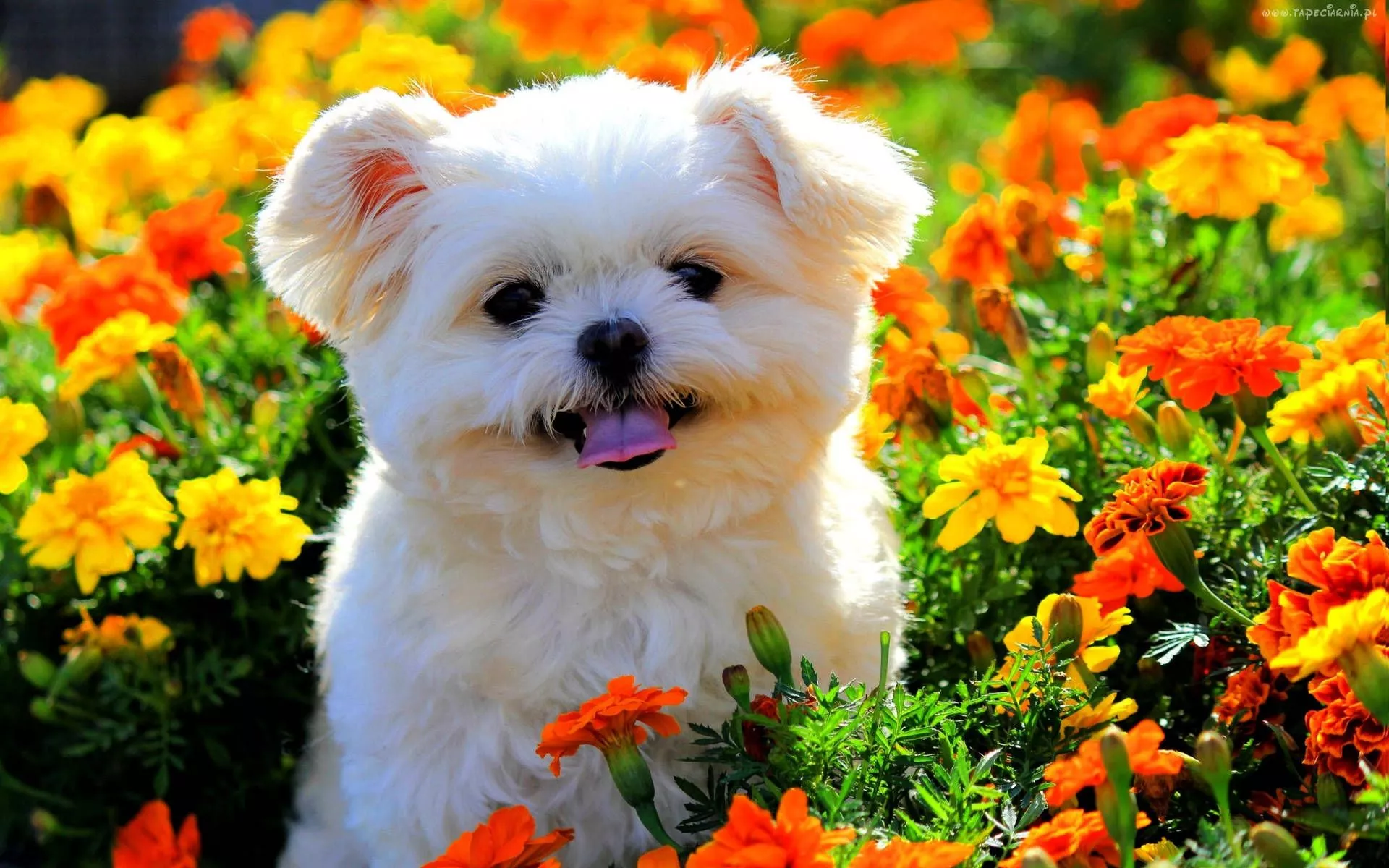 Spring Puppies And Kittens Wallpapers - Wallpaper Cave